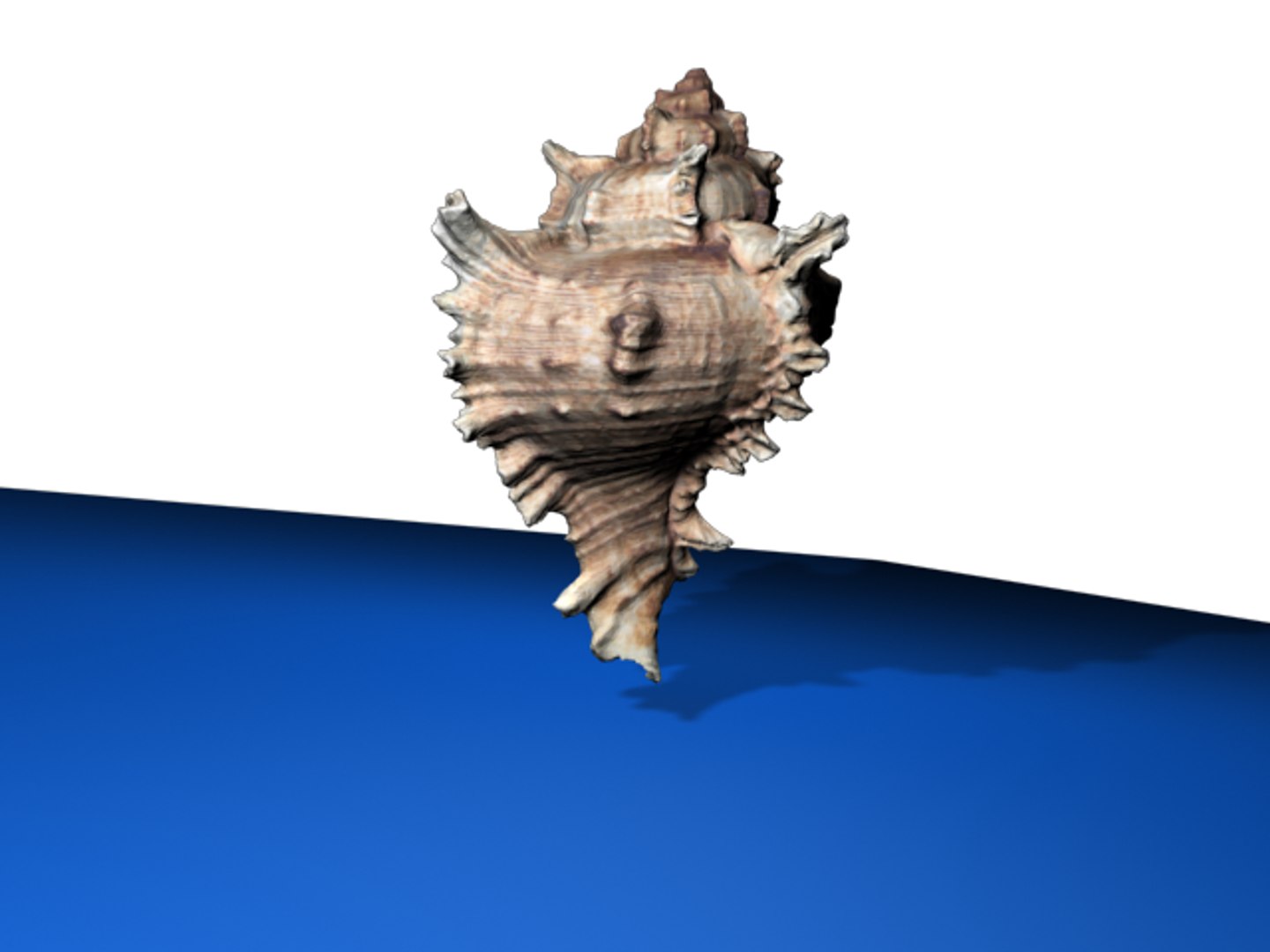 maya accurate seashell