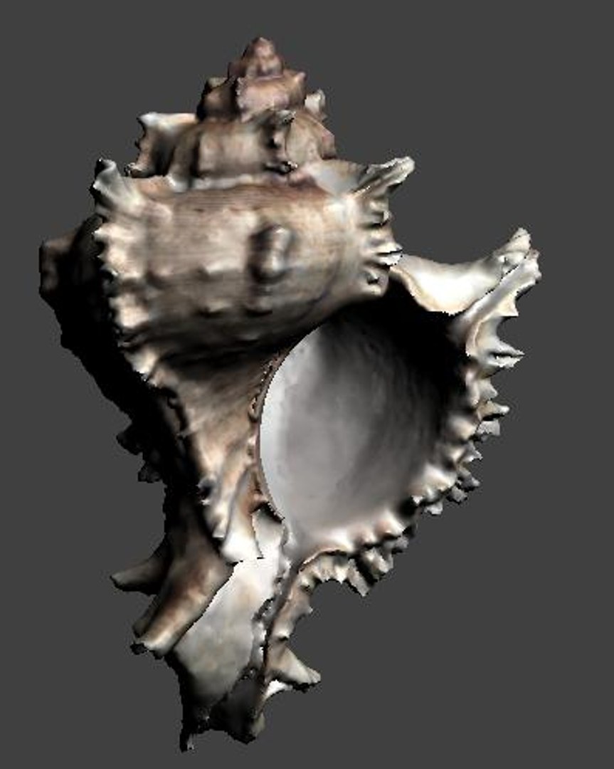 maya accurate seashell