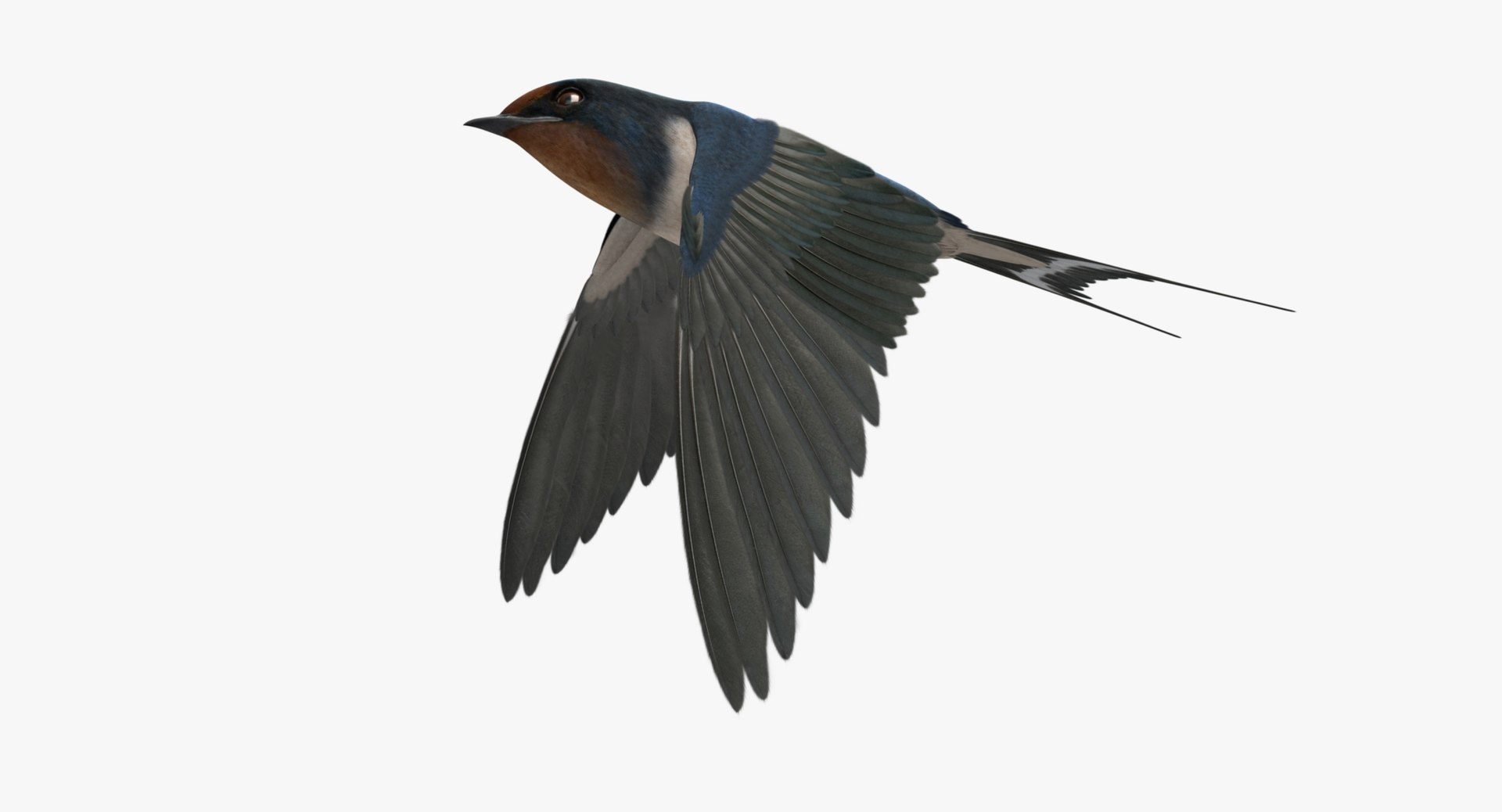 Hirundo Rustica Barn Swallow 3d Obj
