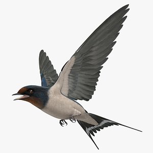 Download Free & Premium Swallow 3D Models | TurboSquid
