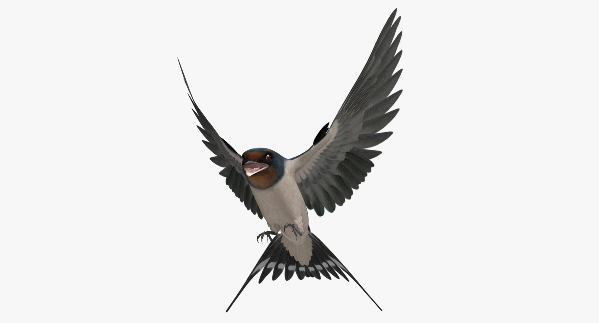 Hirundo Rustica Barn Swallow 3d Obj