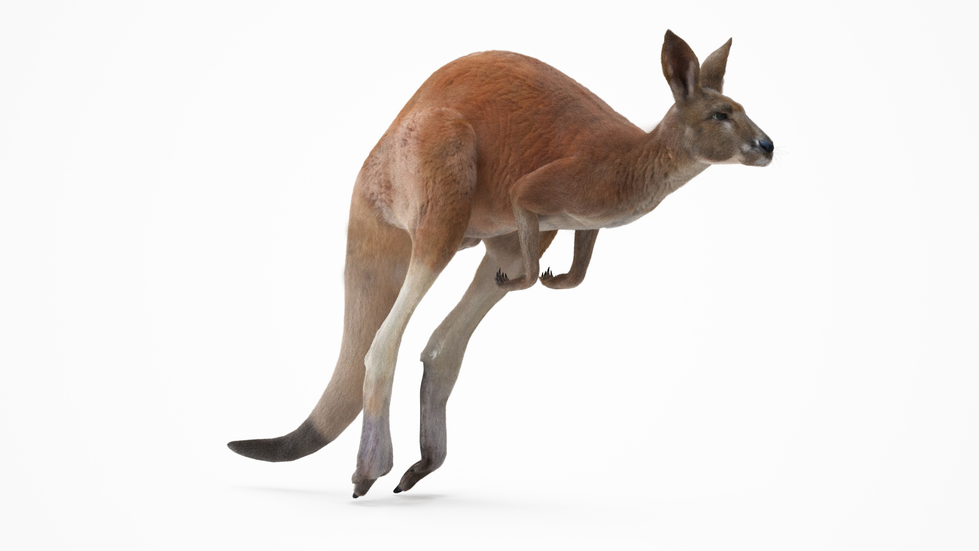 3D Kangaroo In Motion Fur Model - TurboSquid 2284151