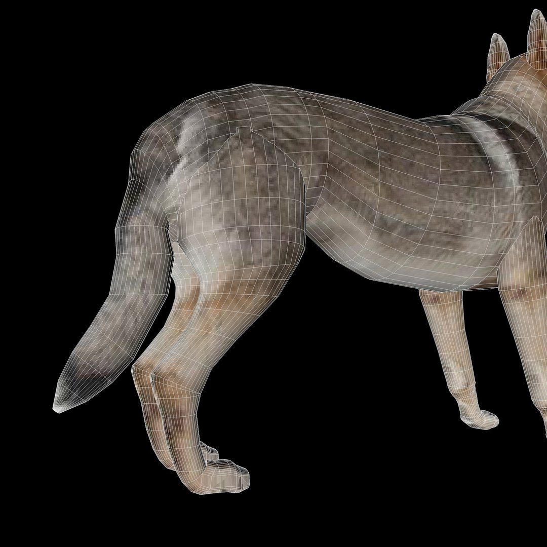 Wolf Model - TurboSquid 1736748