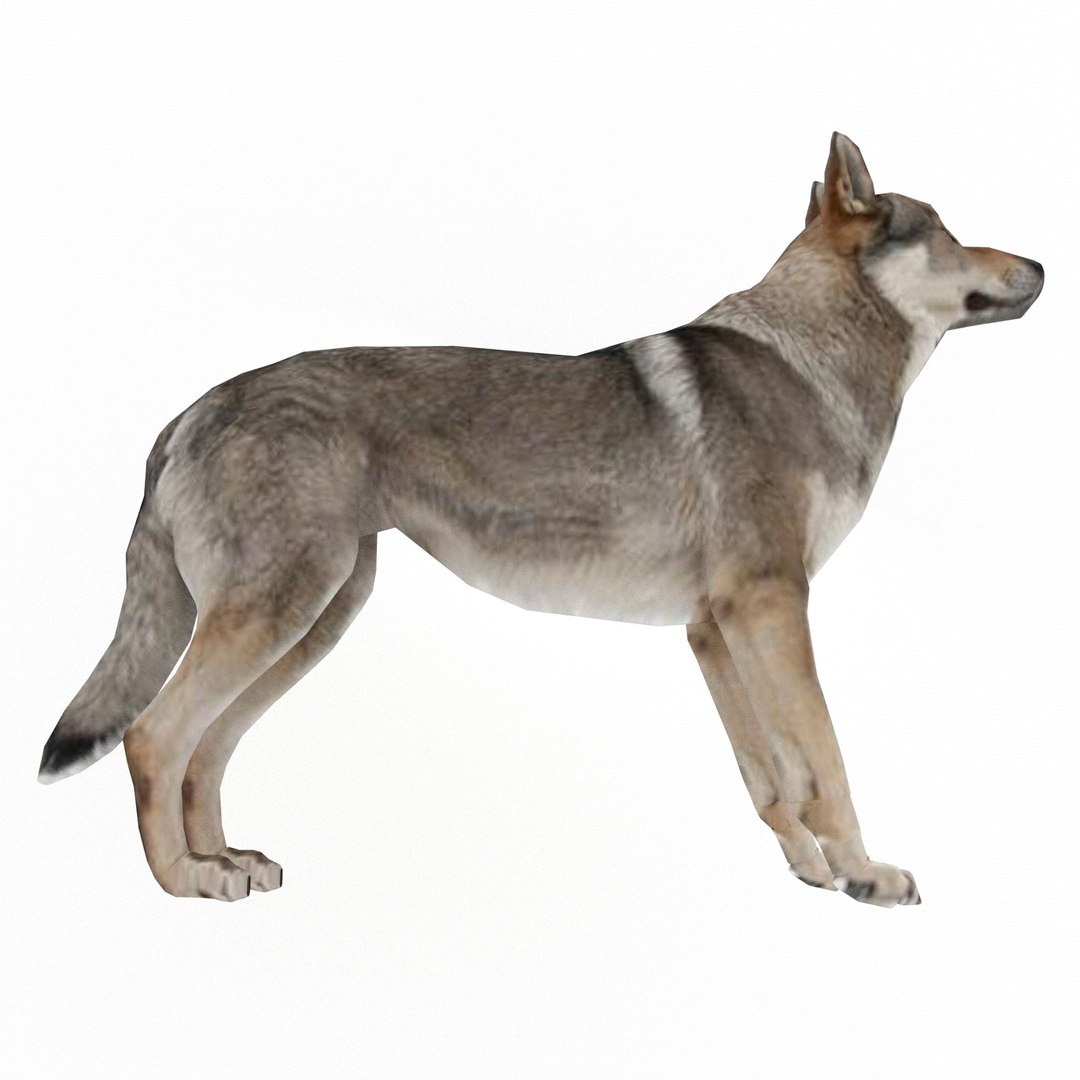 Wolf Model - TurboSquid 1736748