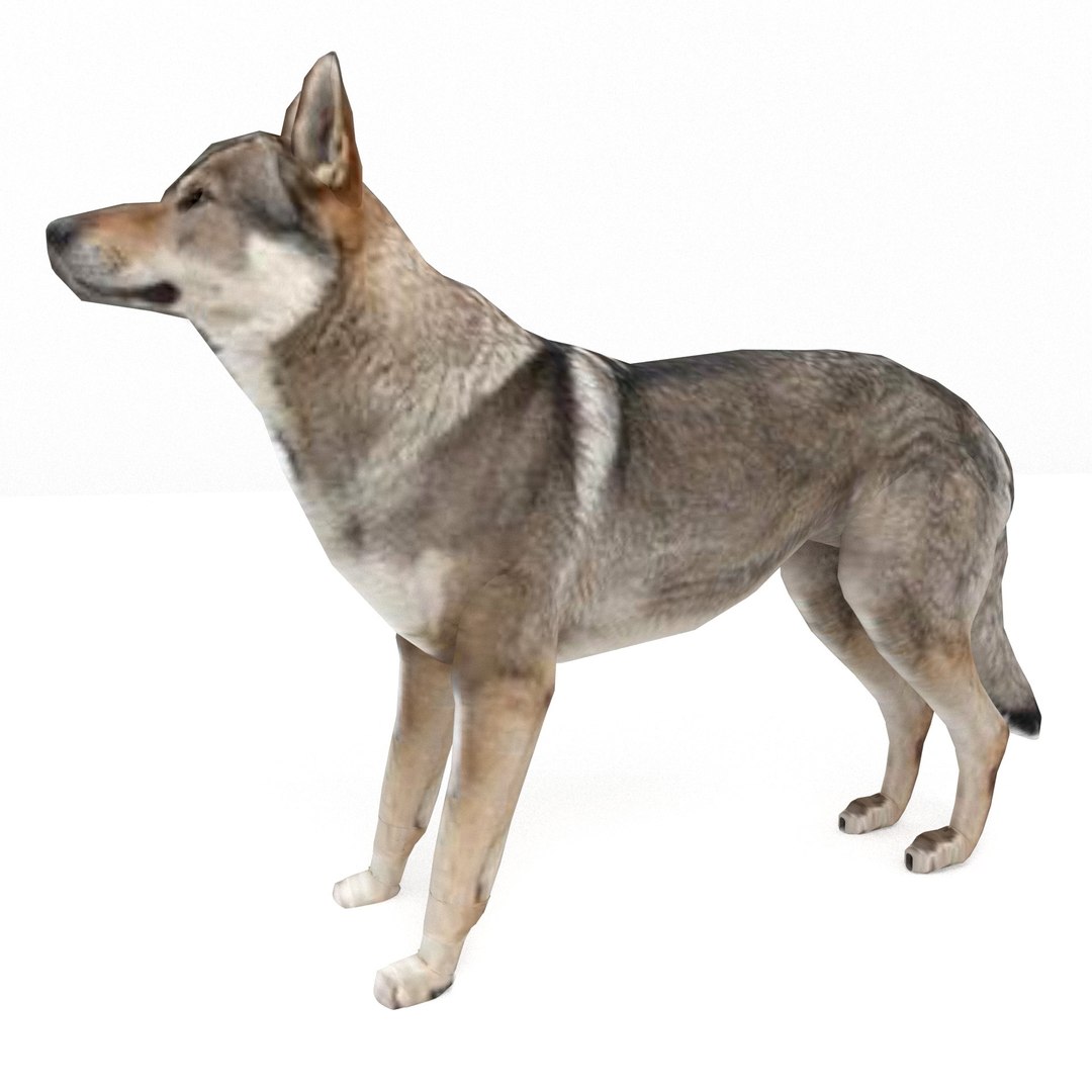 Wolf Model - TurboSquid 1736748