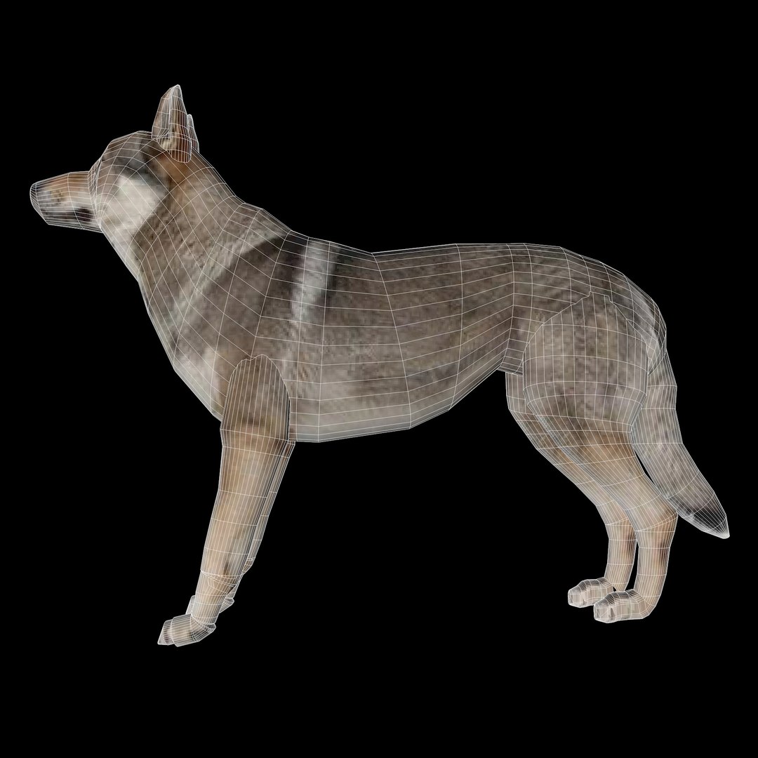 Wolf Model - TurboSquid 1736748