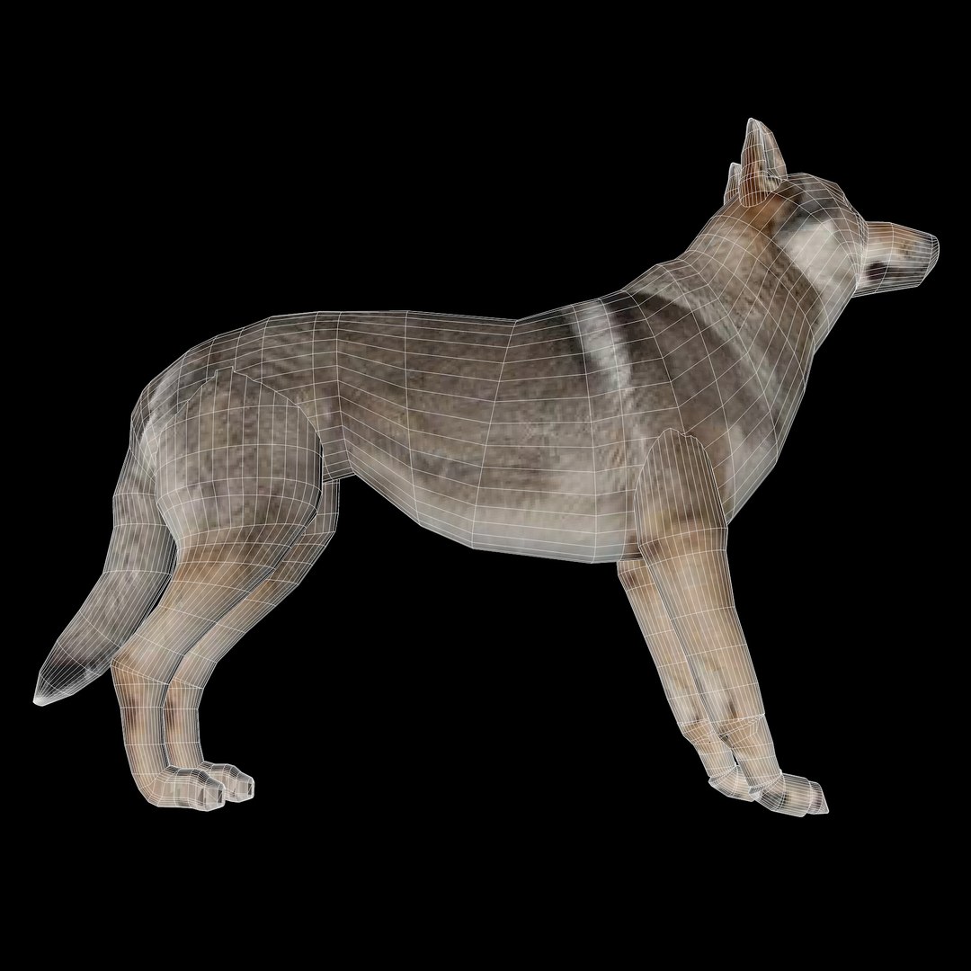 Wolf Model - TurboSquid 1736748