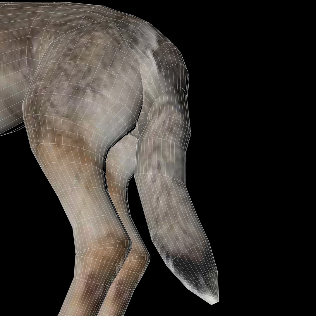 Wolf Model - TurboSquid 1736748