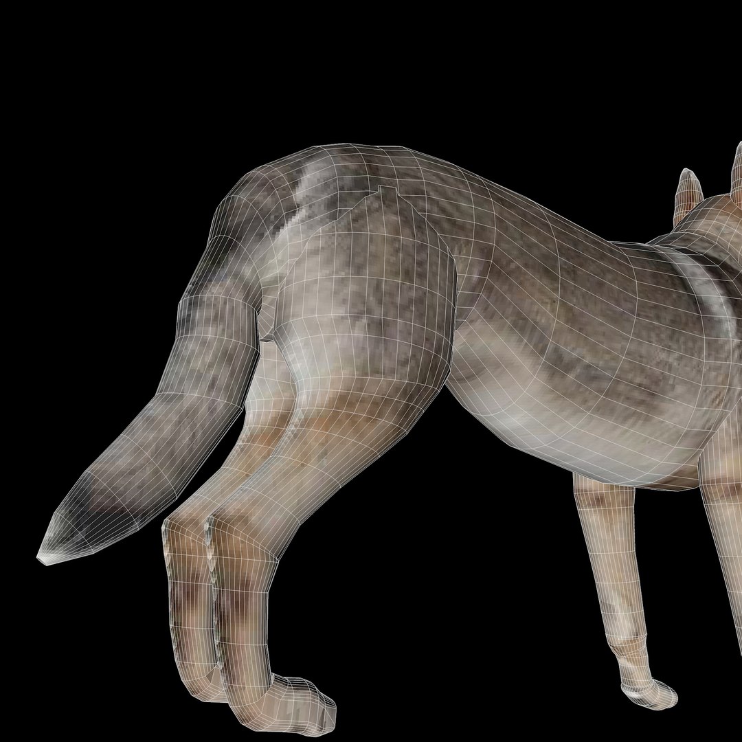Wolf Model - TurboSquid 1736748