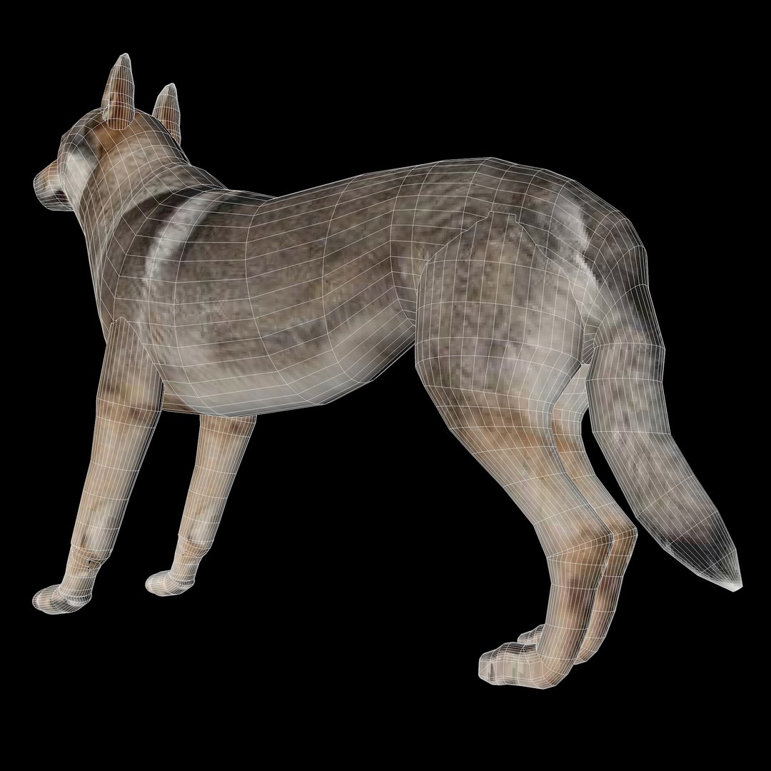 Wolf Model - TurboSquid 1736748