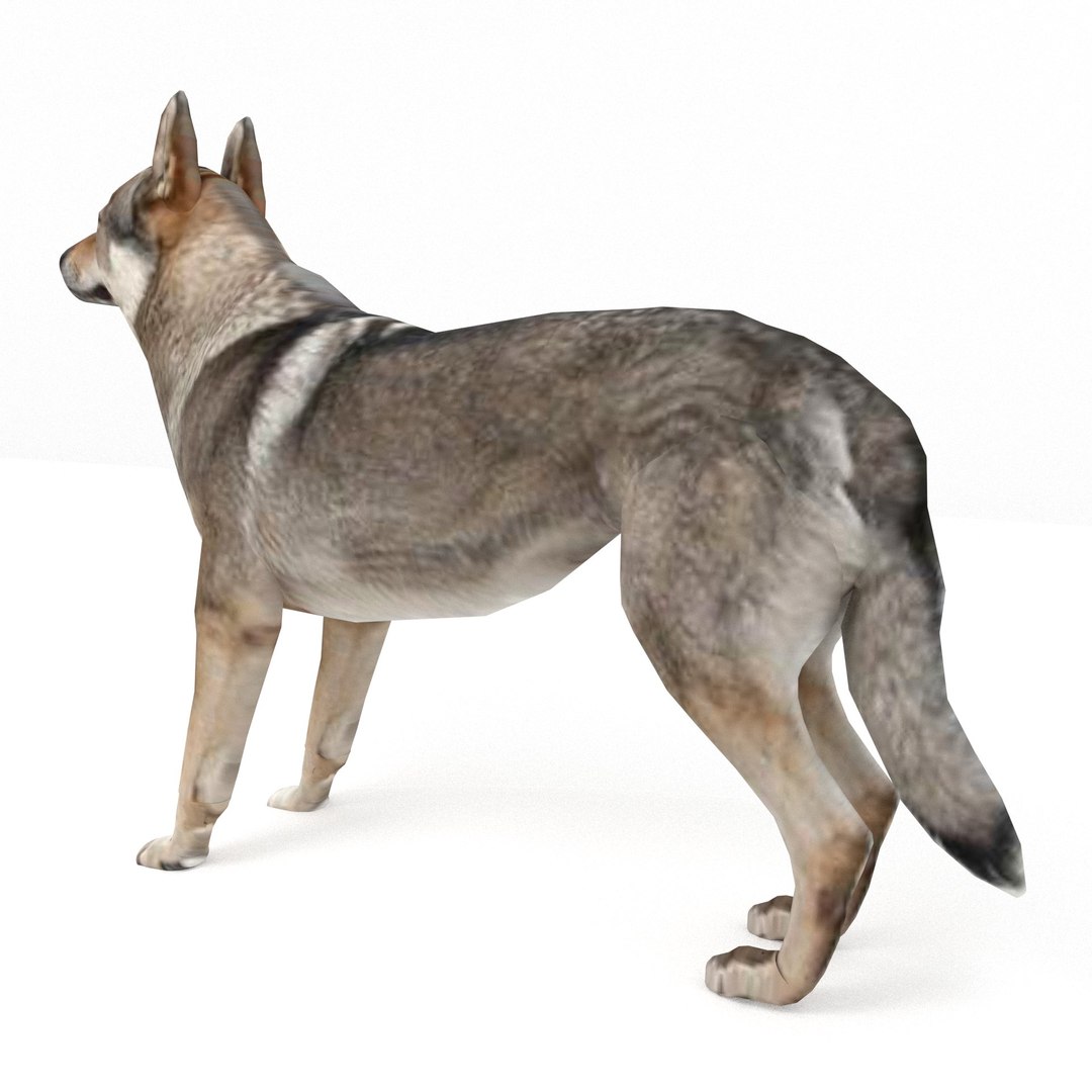 Wolf Model - TurboSquid 1736748