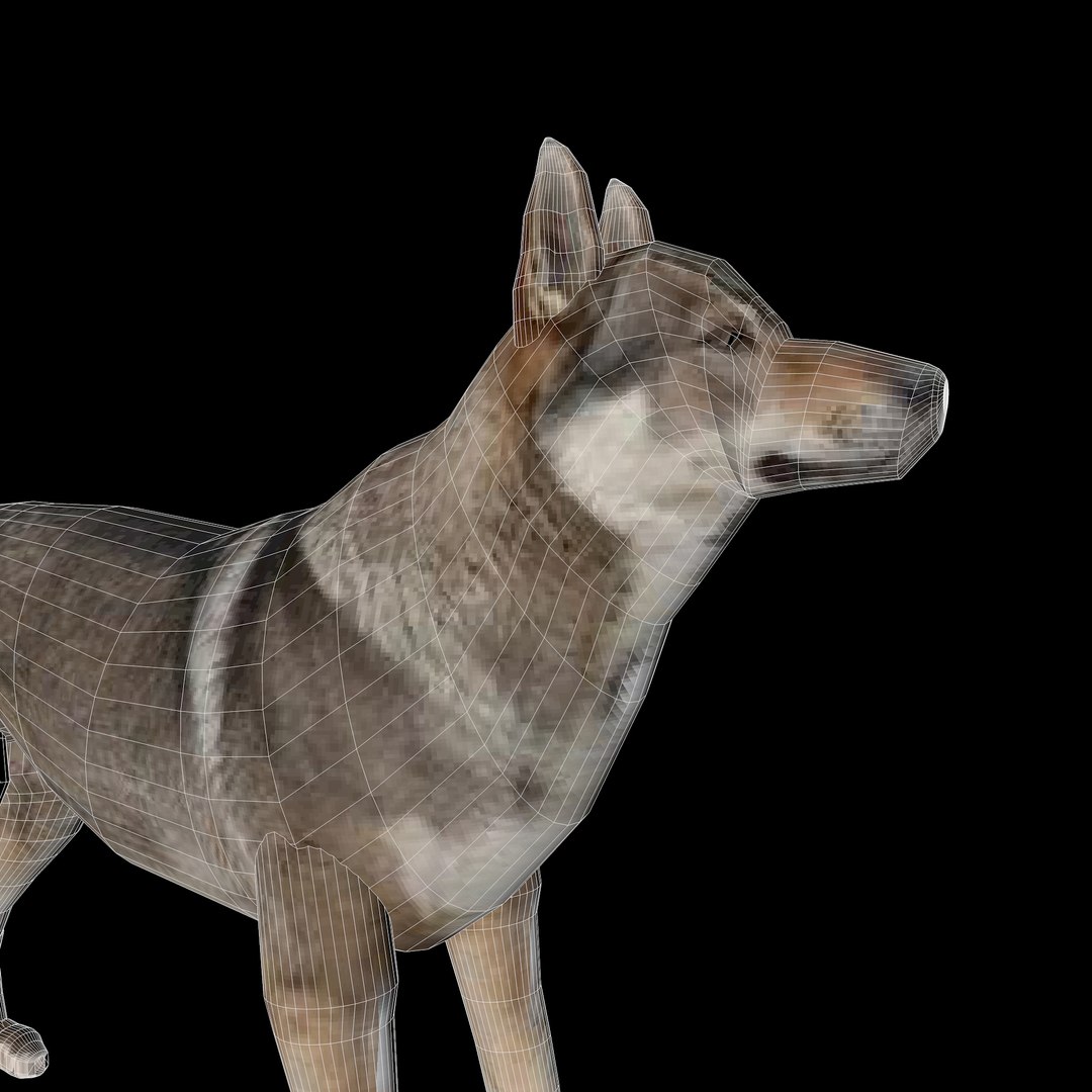 Wolf Model - TurboSquid 1736748
