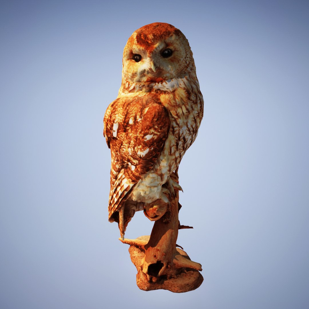 Forest Owl 3d Model
