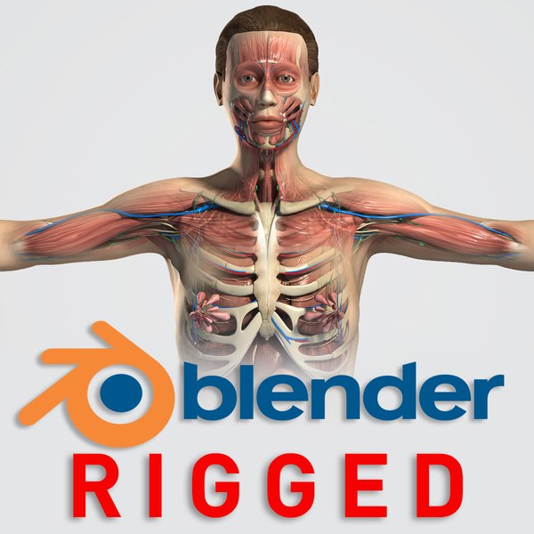 3D rigged female body muscular - TurboSquid 1333238