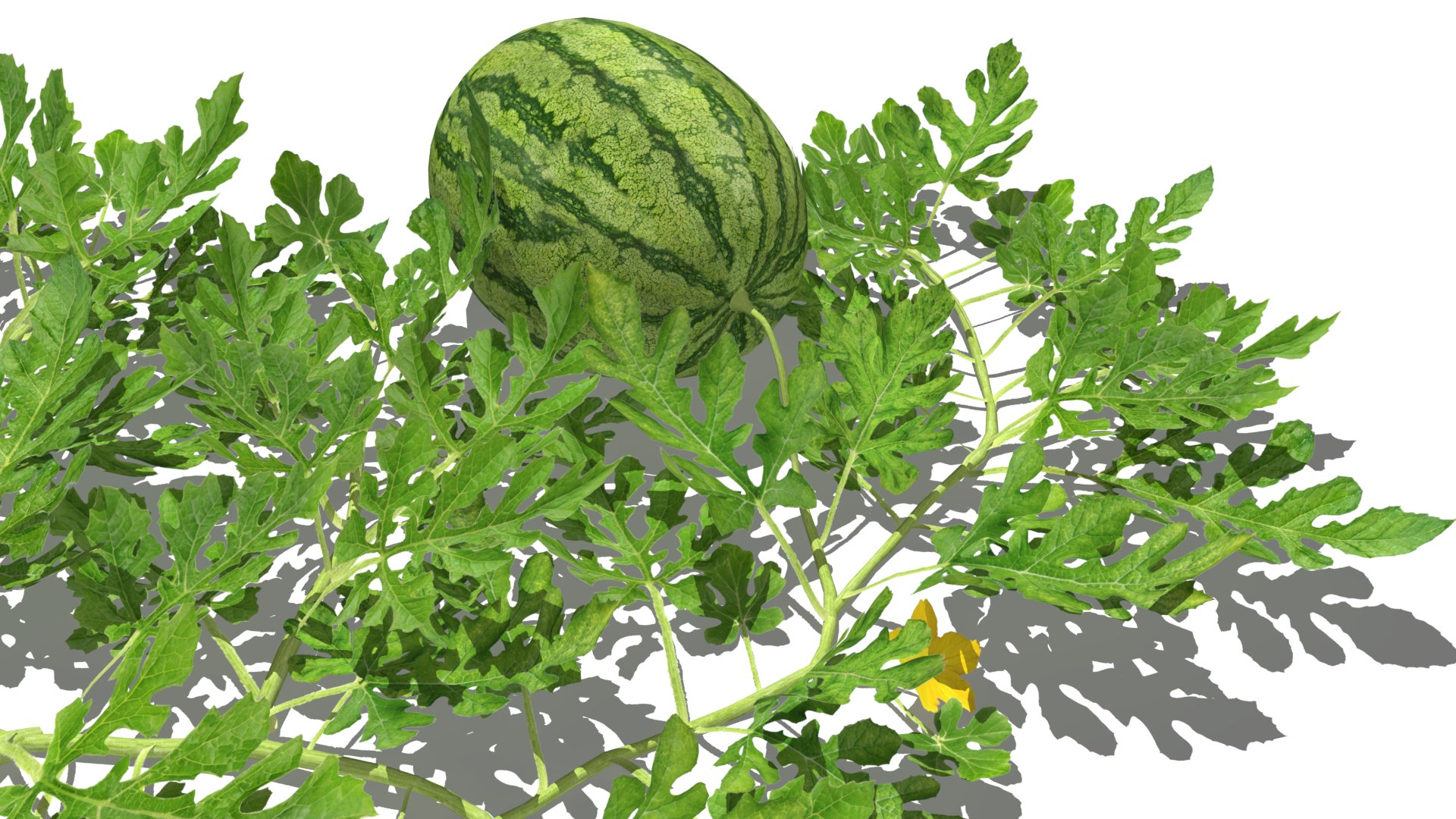 Watermelon Plantation Model - TurboSquid 1888240