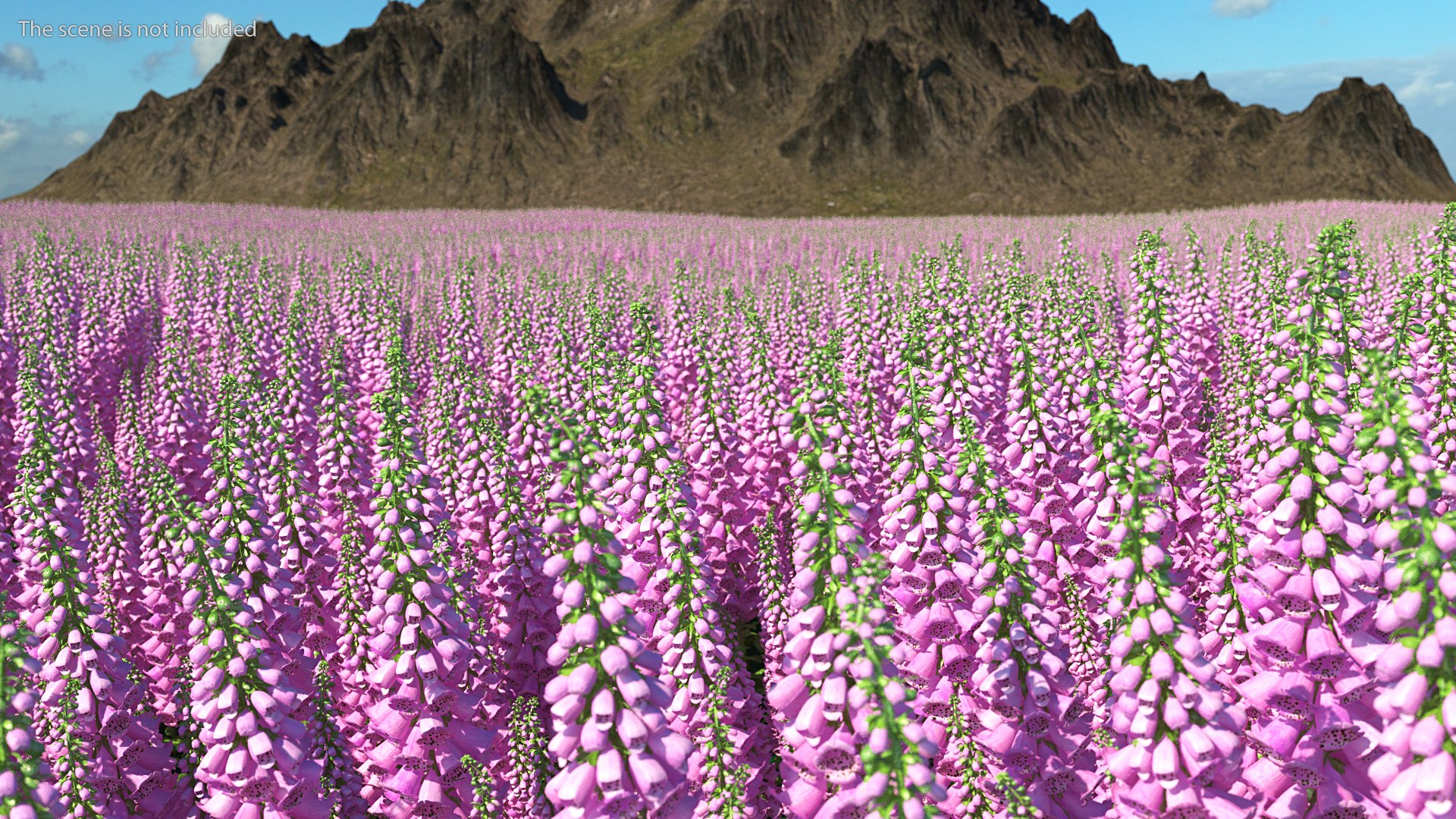 Purple foxglove 3D model - TurboSquid 1596264