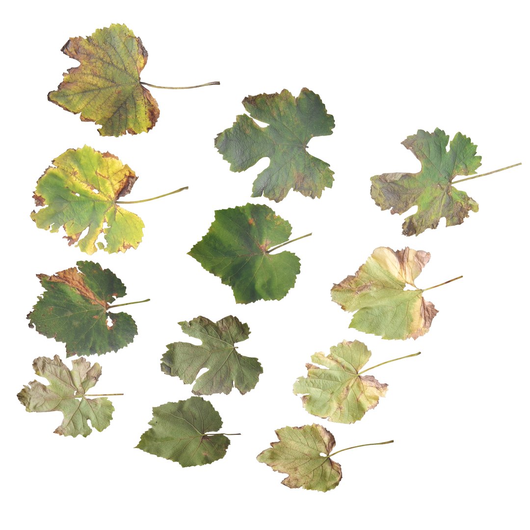 3D Fall Autumn Grape Leaves Leaf Low-poly - TurboSquid 2295749