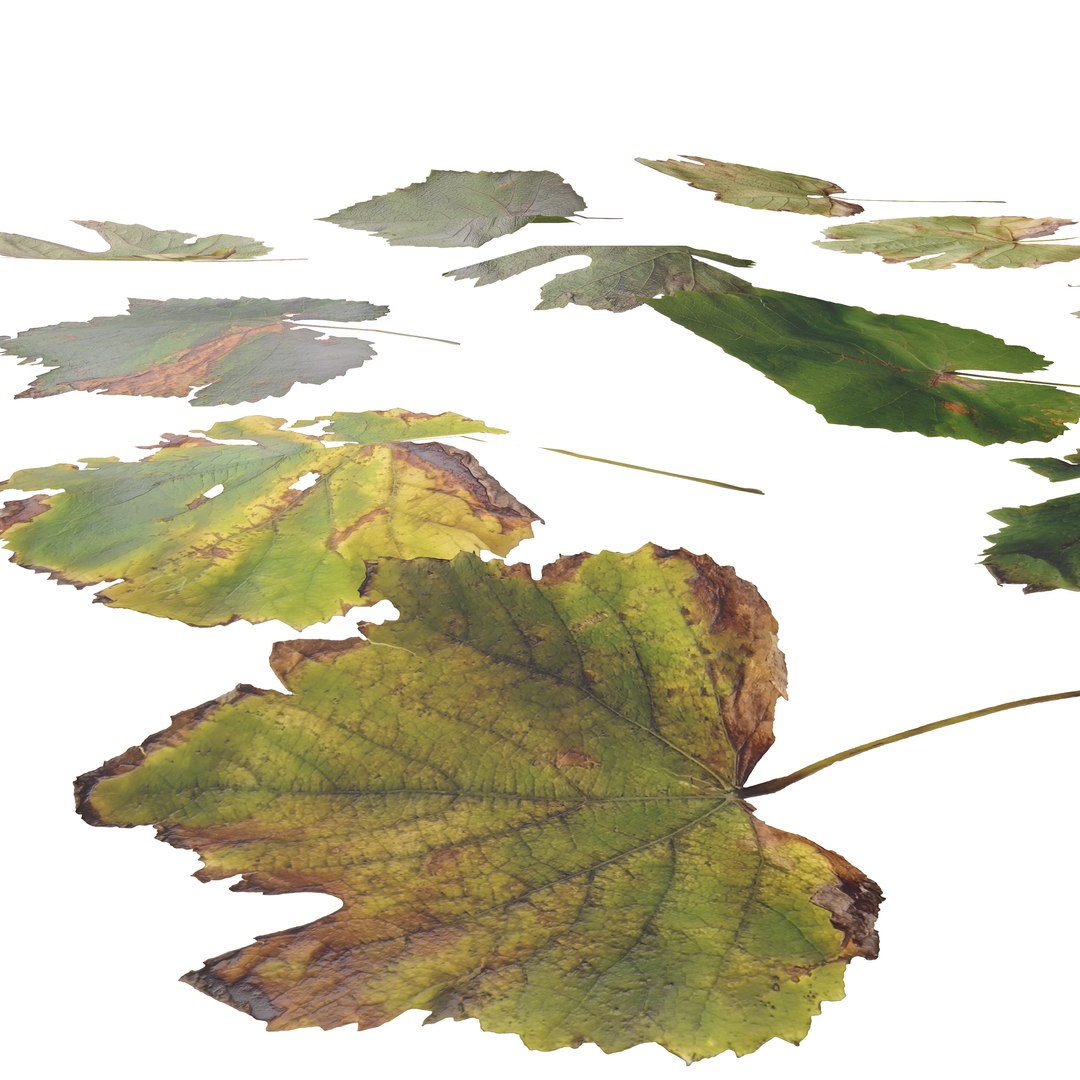 3D Fall Autumn Grape Leaves Leaf Low-poly - TurboSquid 2295749