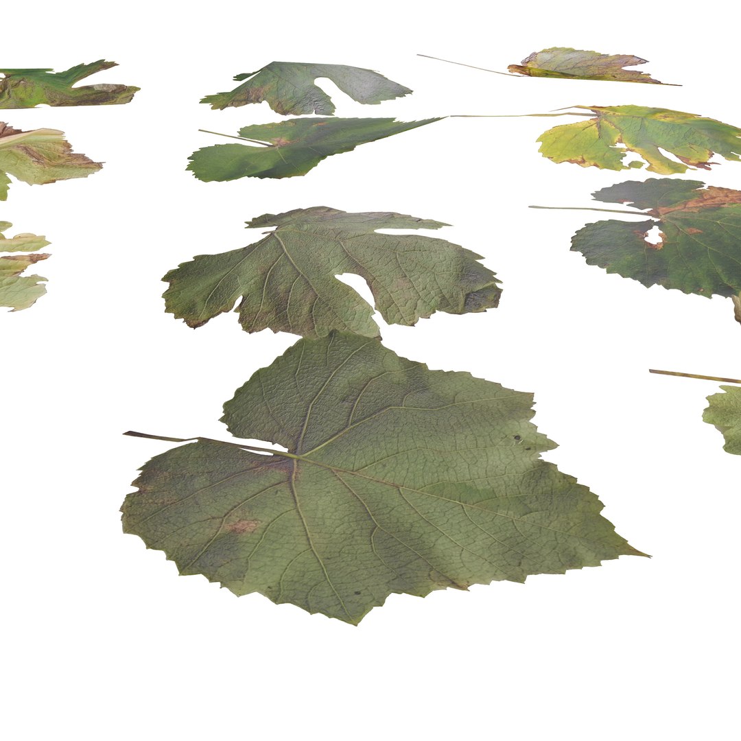 3D Fall Autumn Grape Leaves Leaf Low-poly - TurboSquid 2295749