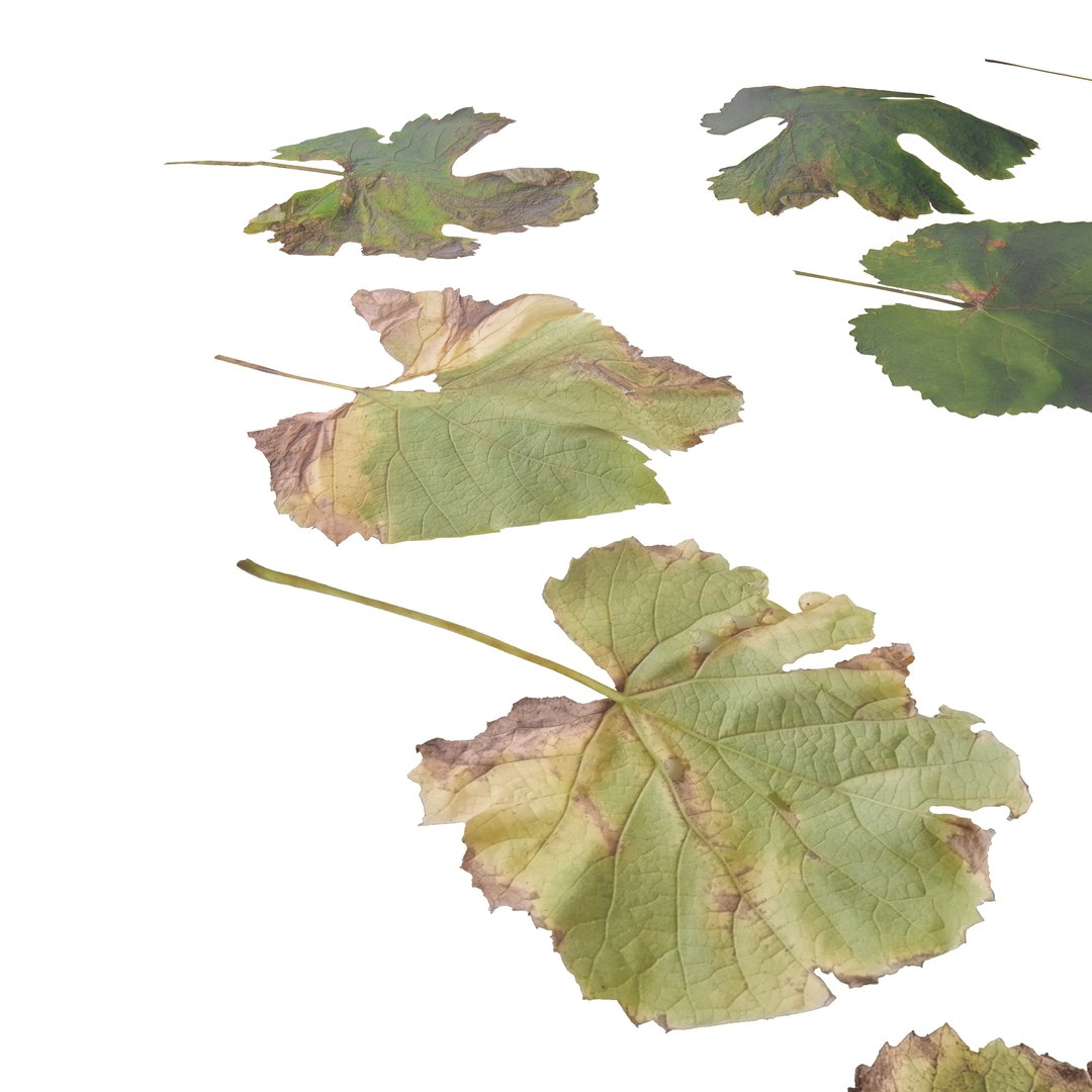 3D Fall Autumn Grape Leaves Leaf Low-poly - TurboSquid 2295749