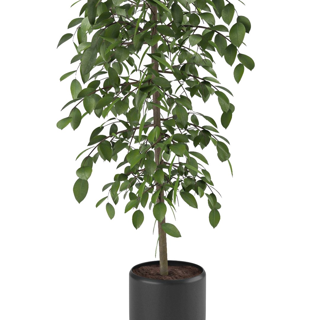 Indoor and outdoor ficus benjamina plant 8 model - TurboSquid 1743332