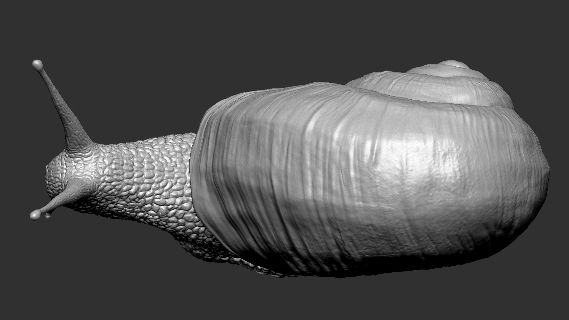 Snail Zbrush Hi 3ds