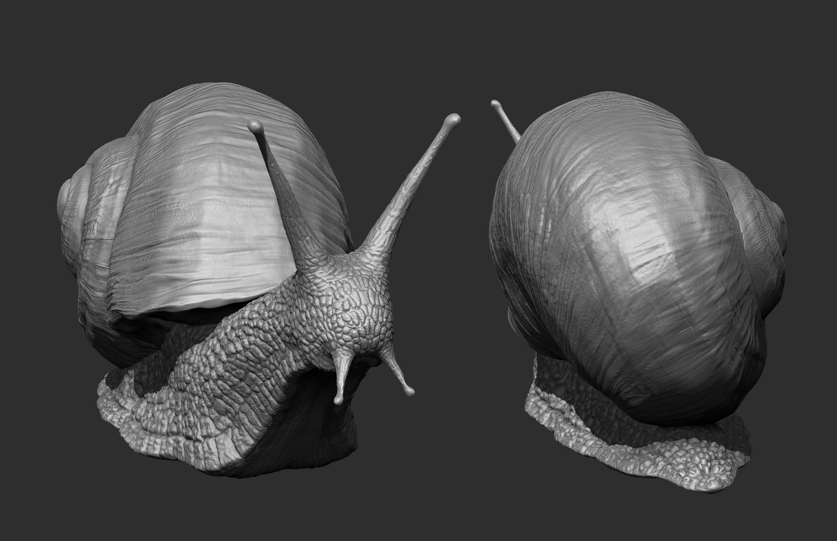 Snail Zbrush Hi 3ds