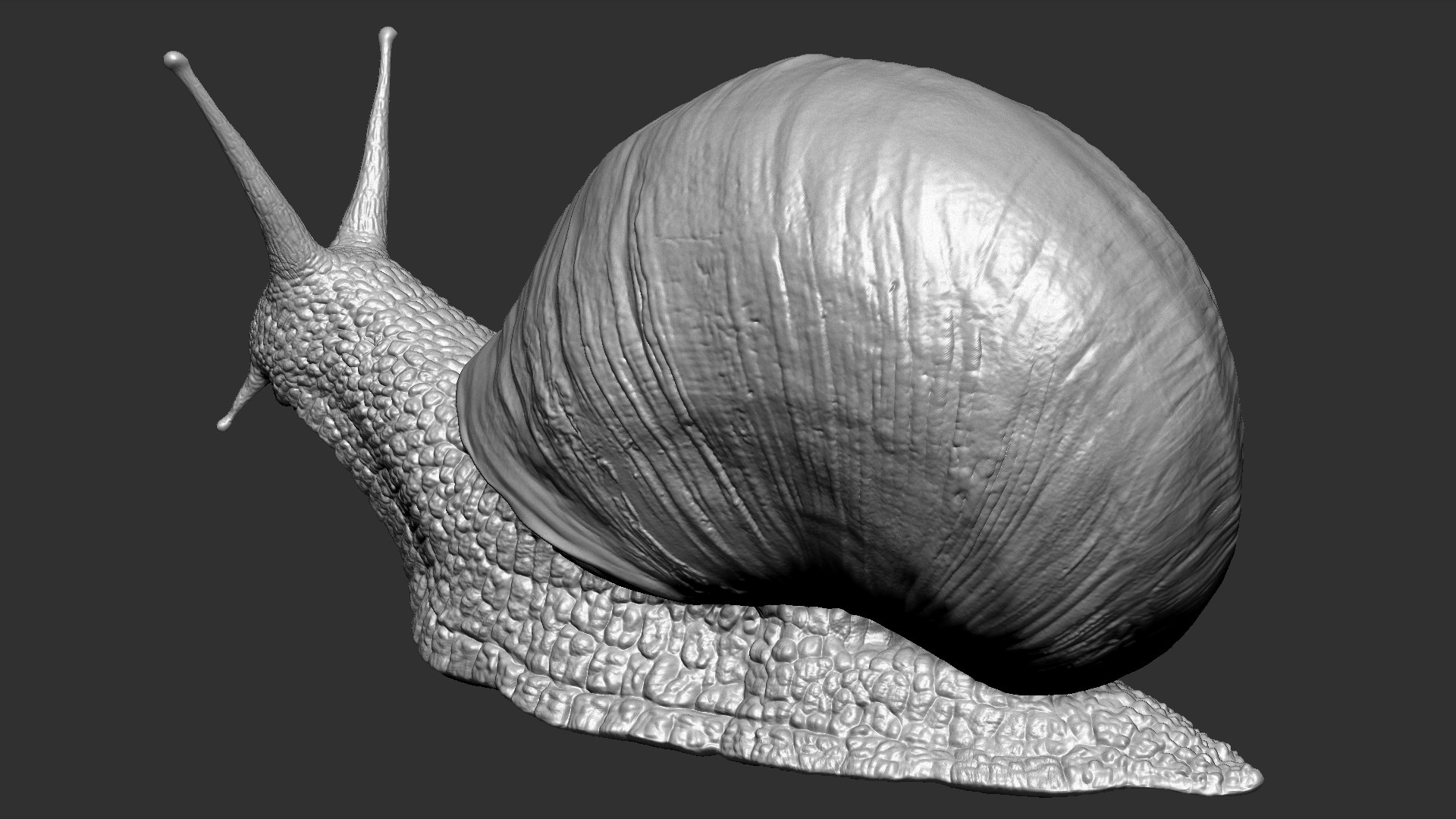 Snail Zbrush Hi 3ds