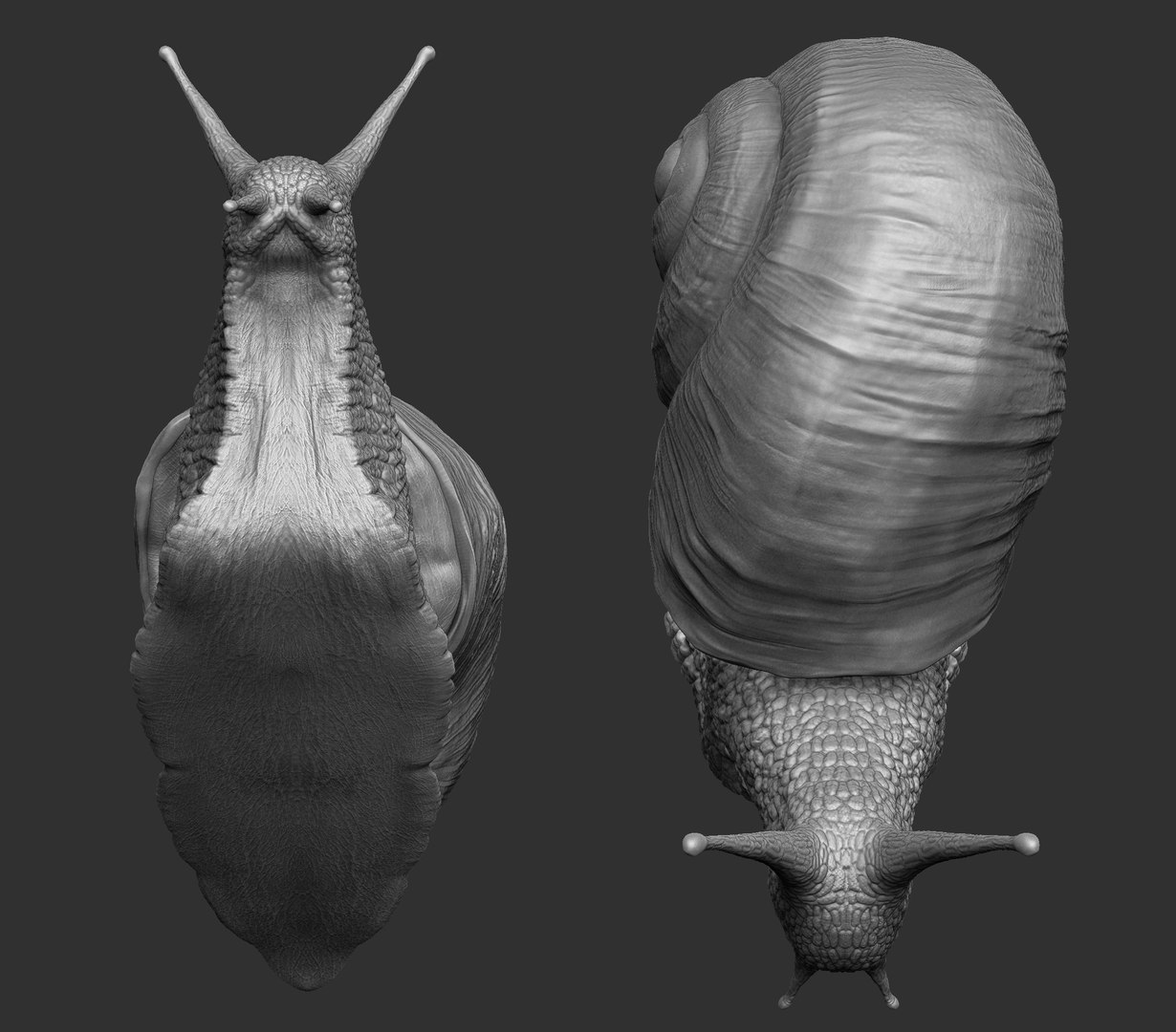 Snail Zbrush Hi 3ds