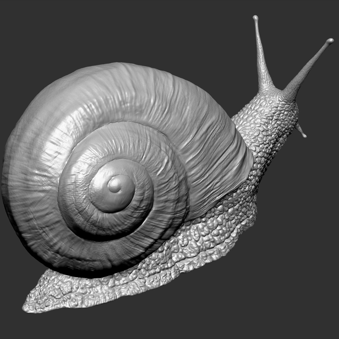 Snail Zbrush Hi 3ds