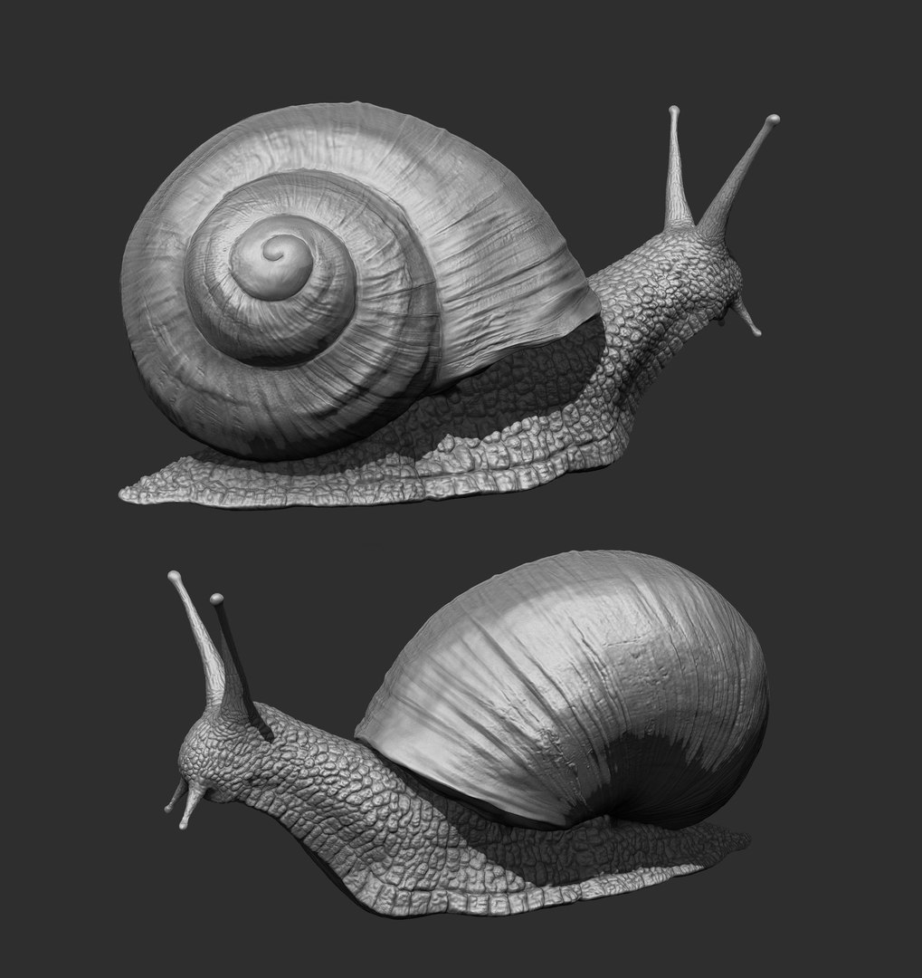 Snail Zbrush Hi 3ds