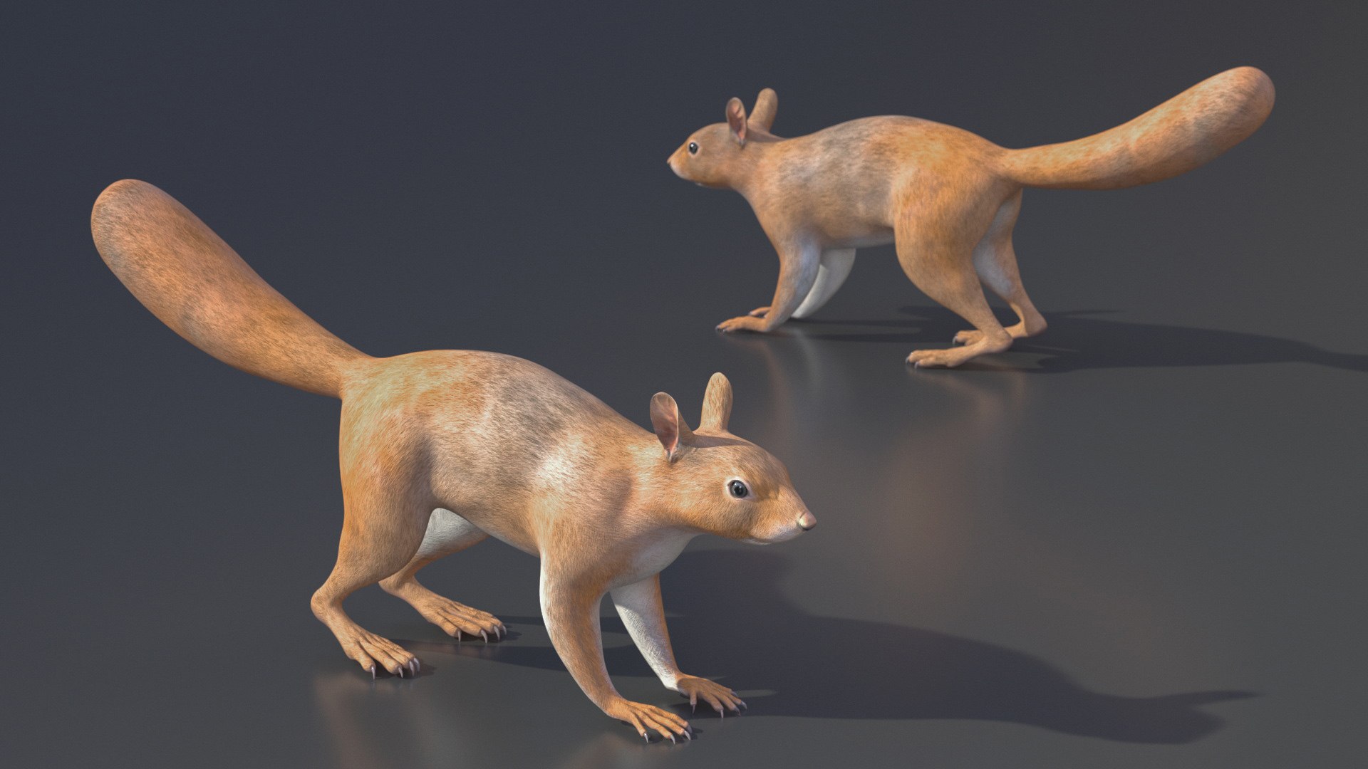 3D Red Squirrel Model - TurboSquid 2261930
