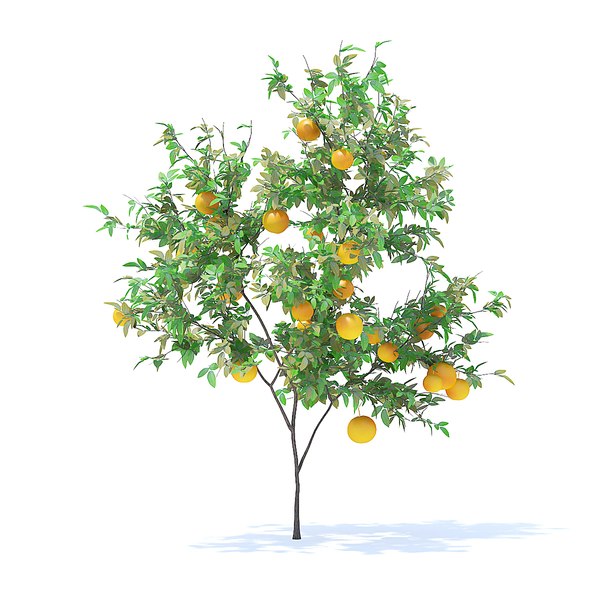orange tree 20 3d model
