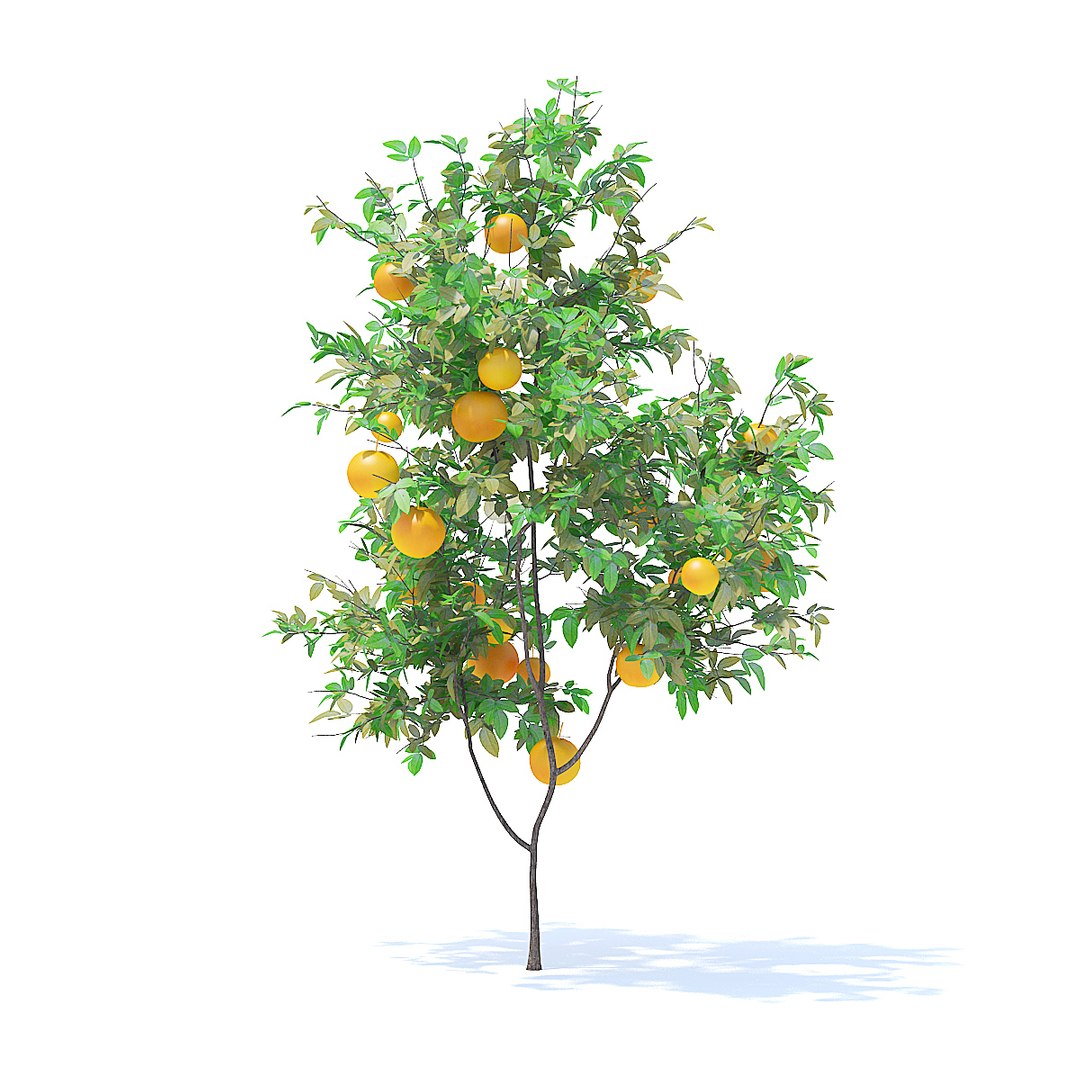 Orange Tree 2 1m 3D Model - TurboSquid 1253929