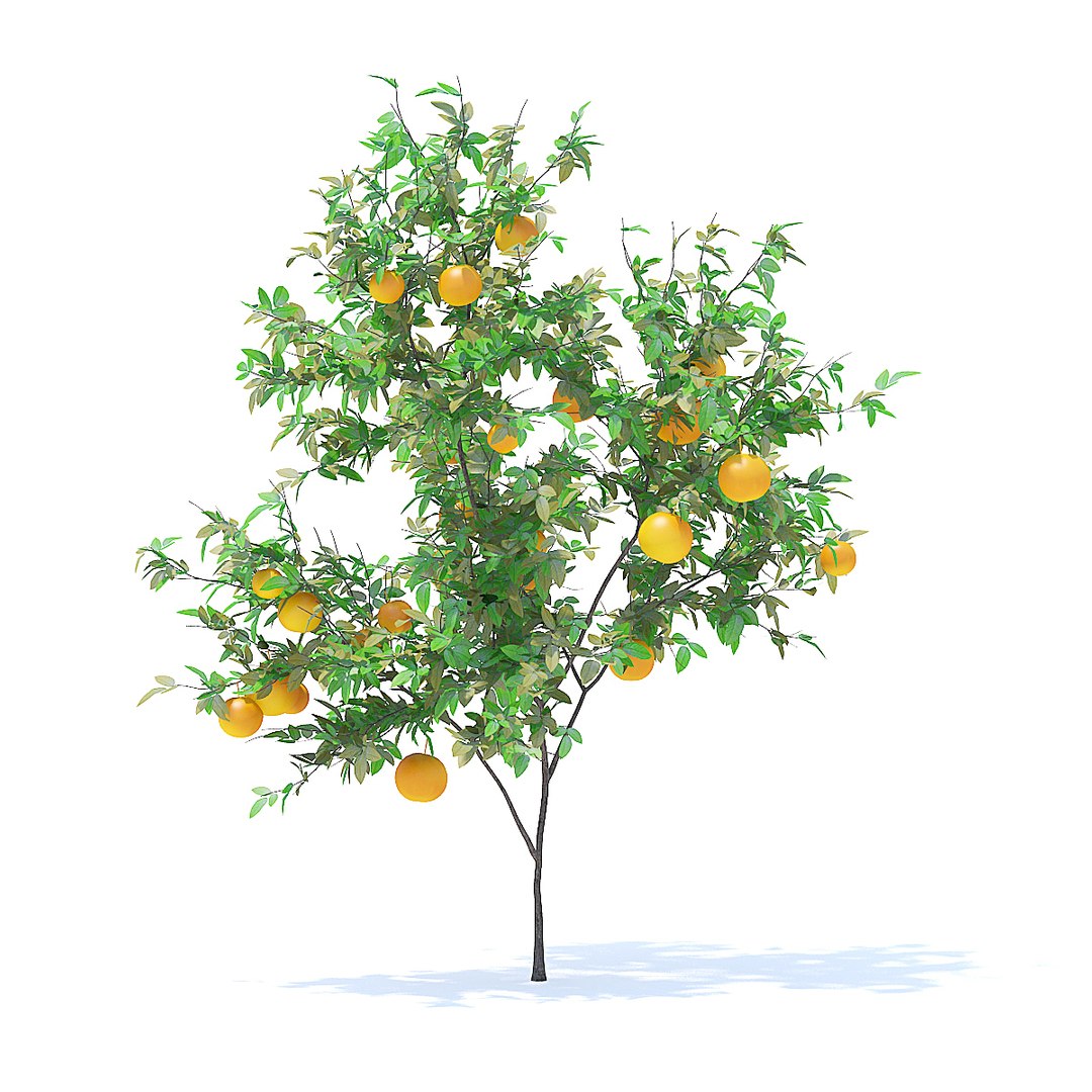 Orange Tree 2 1m 3D Model - TurboSquid 1253929