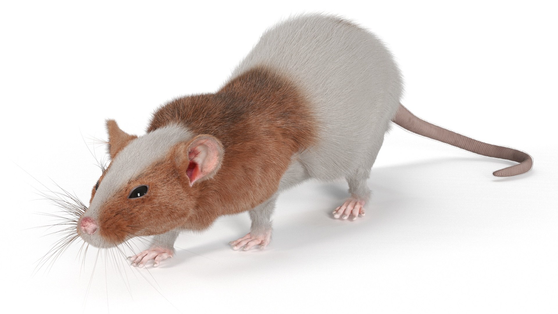 Realistic Dumbo Rat Fur 3D - TurboSquid 2325082