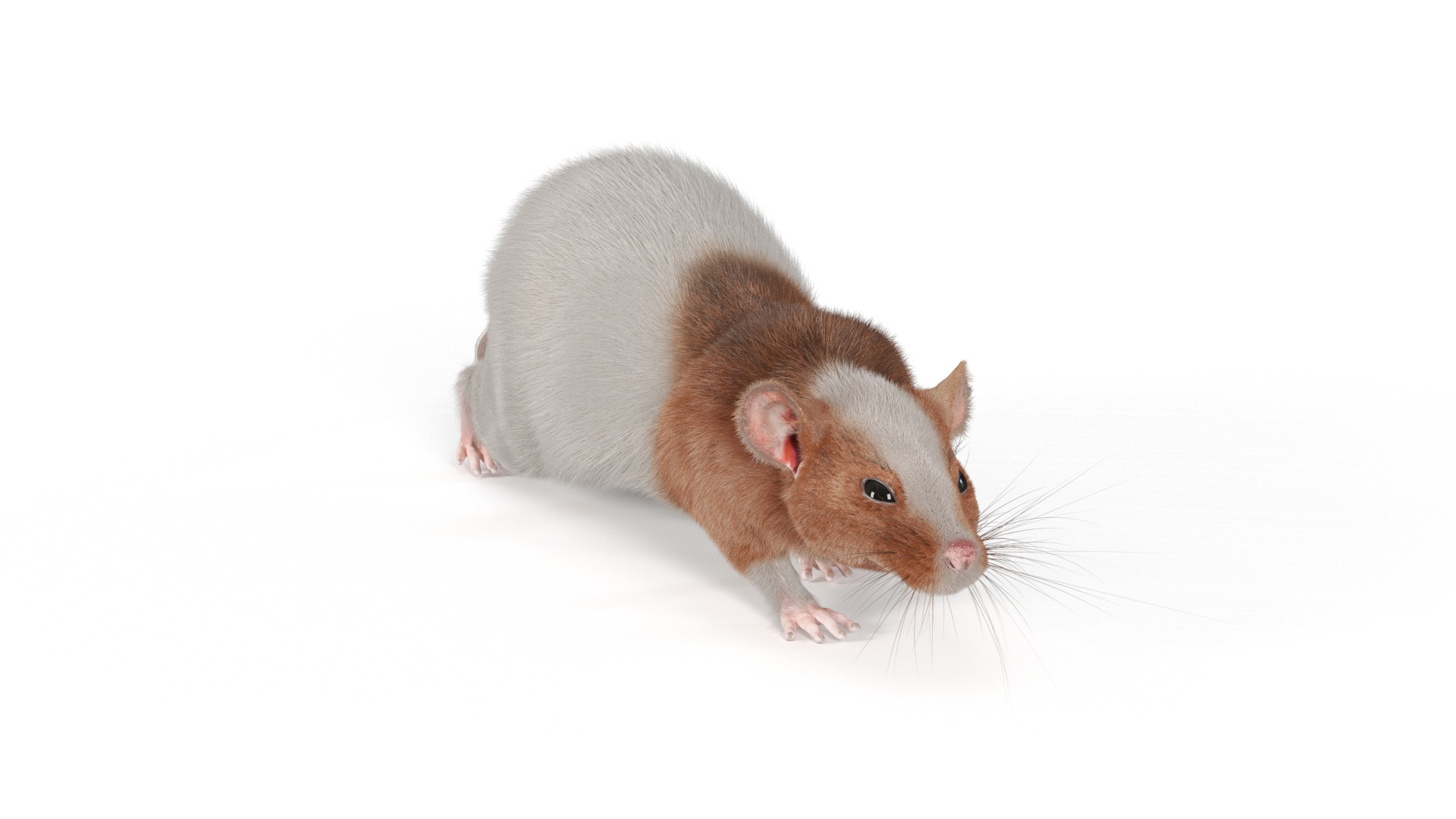 Realistic Dumbo Rat Fur 3D - TurboSquid 2325082