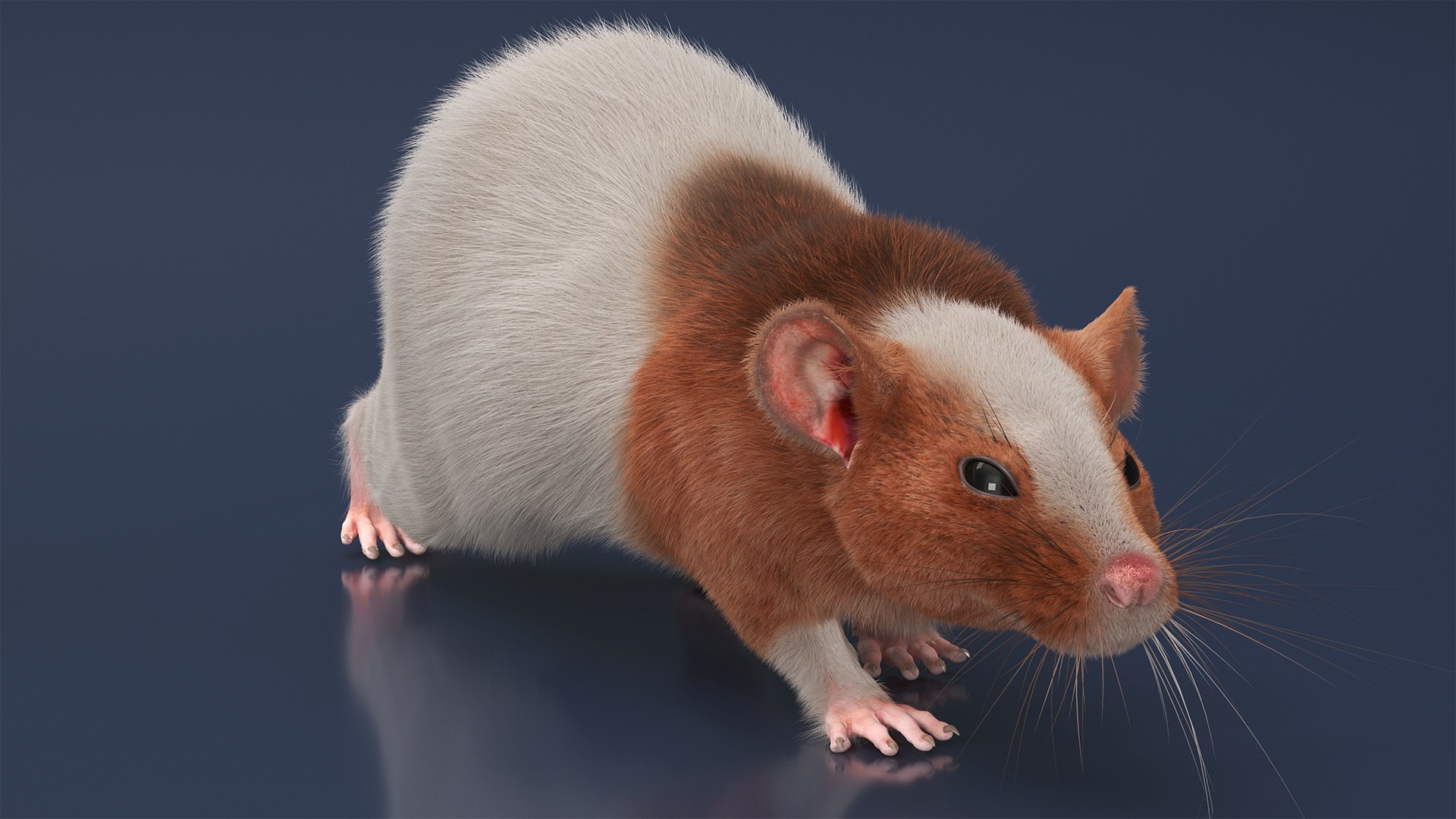 Realistic Dumbo Rat Fur 3D - TurboSquid 2325082