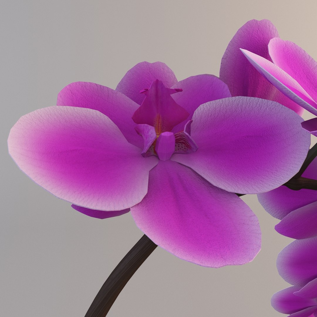 orchid flower 3d 3ds