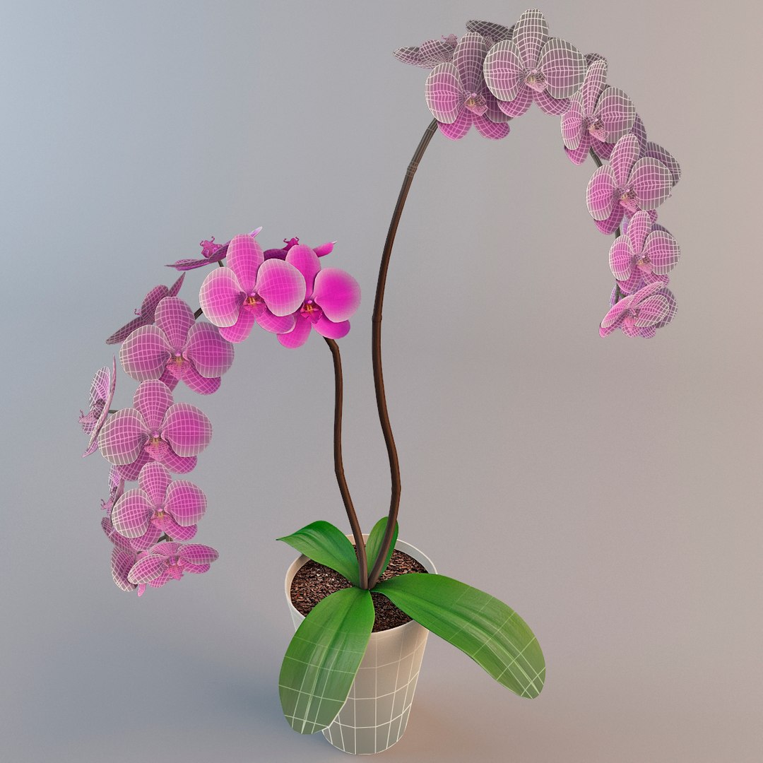 orchid flower 3d 3ds