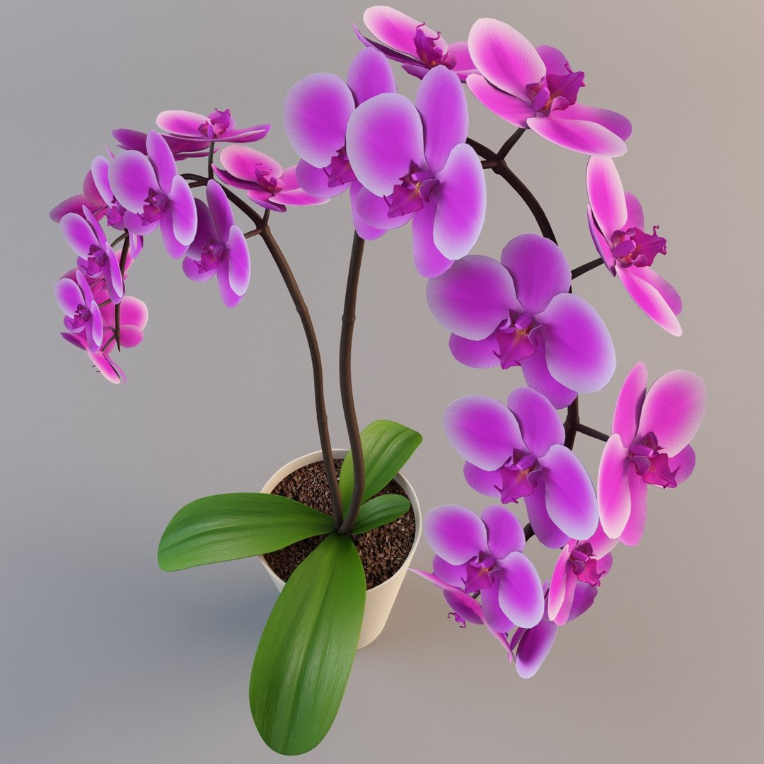 orchid flower 3d 3ds