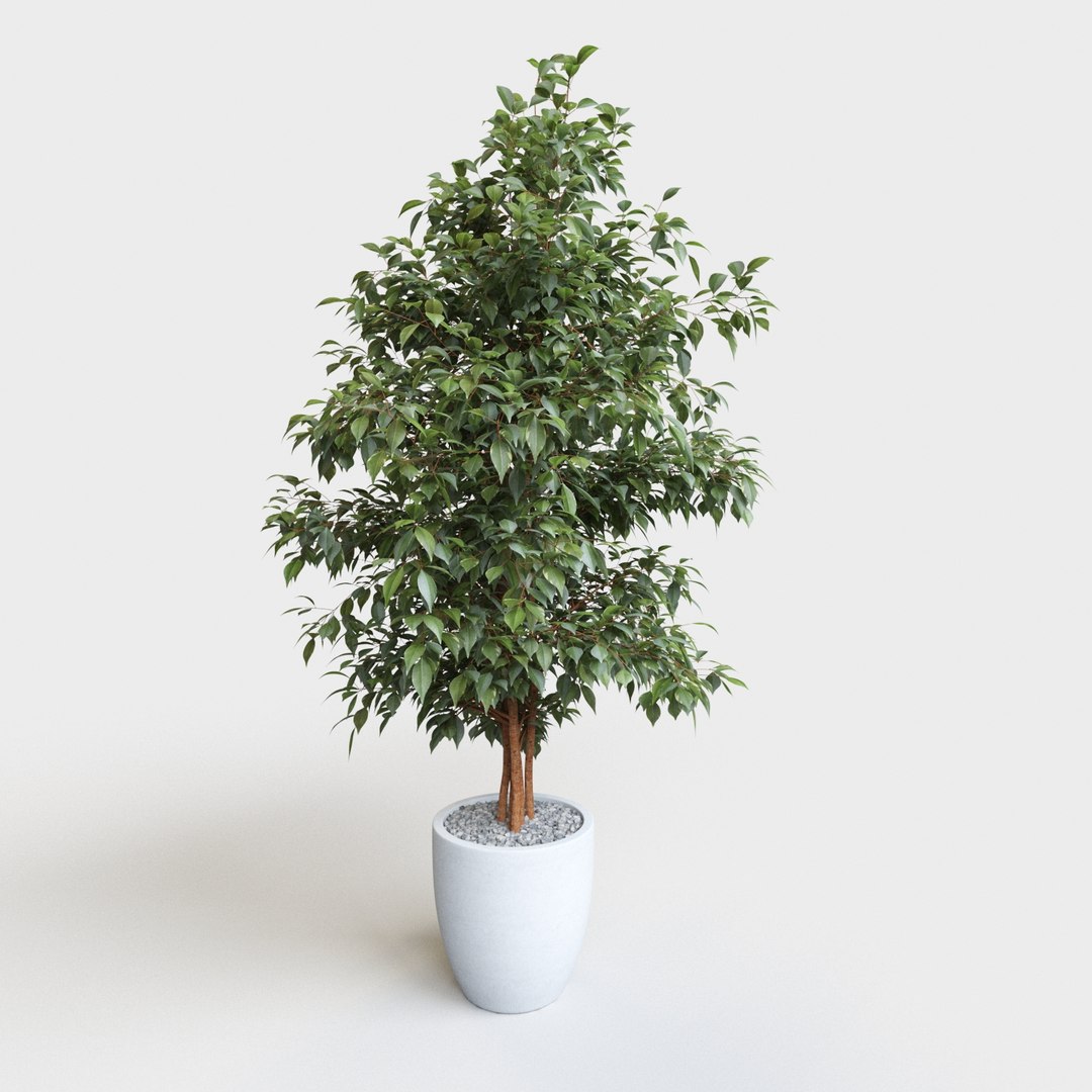 3D Model Ficus Plant - TurboSquid 1389086