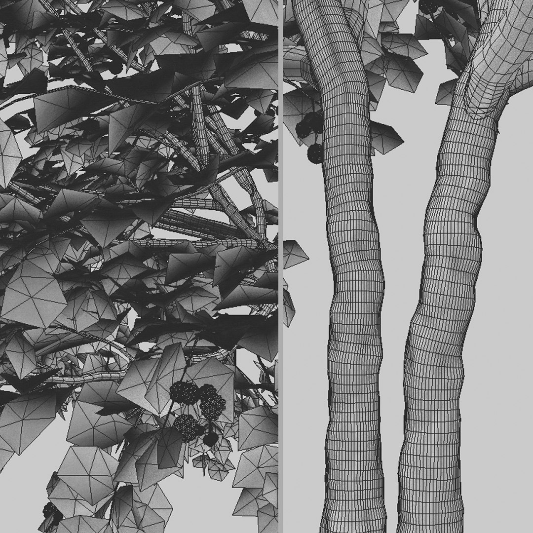 Set Of Bramble Or Rubus Fruticosus Plants 3D - TurboSquid 1967034