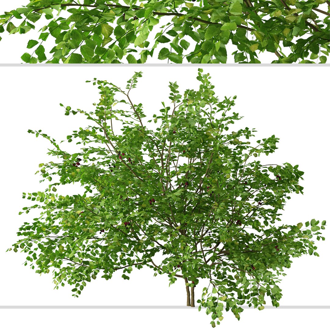 Set Of Bramble Or Rubus Fruticosus Plants 3D - TurboSquid 1967034