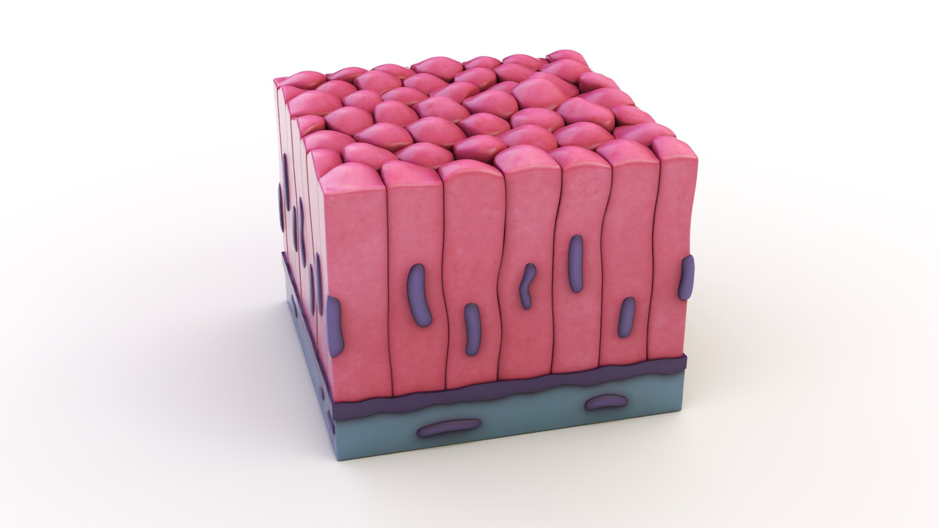 3D Columnar Epithelium Model - TurboSquid 2235610