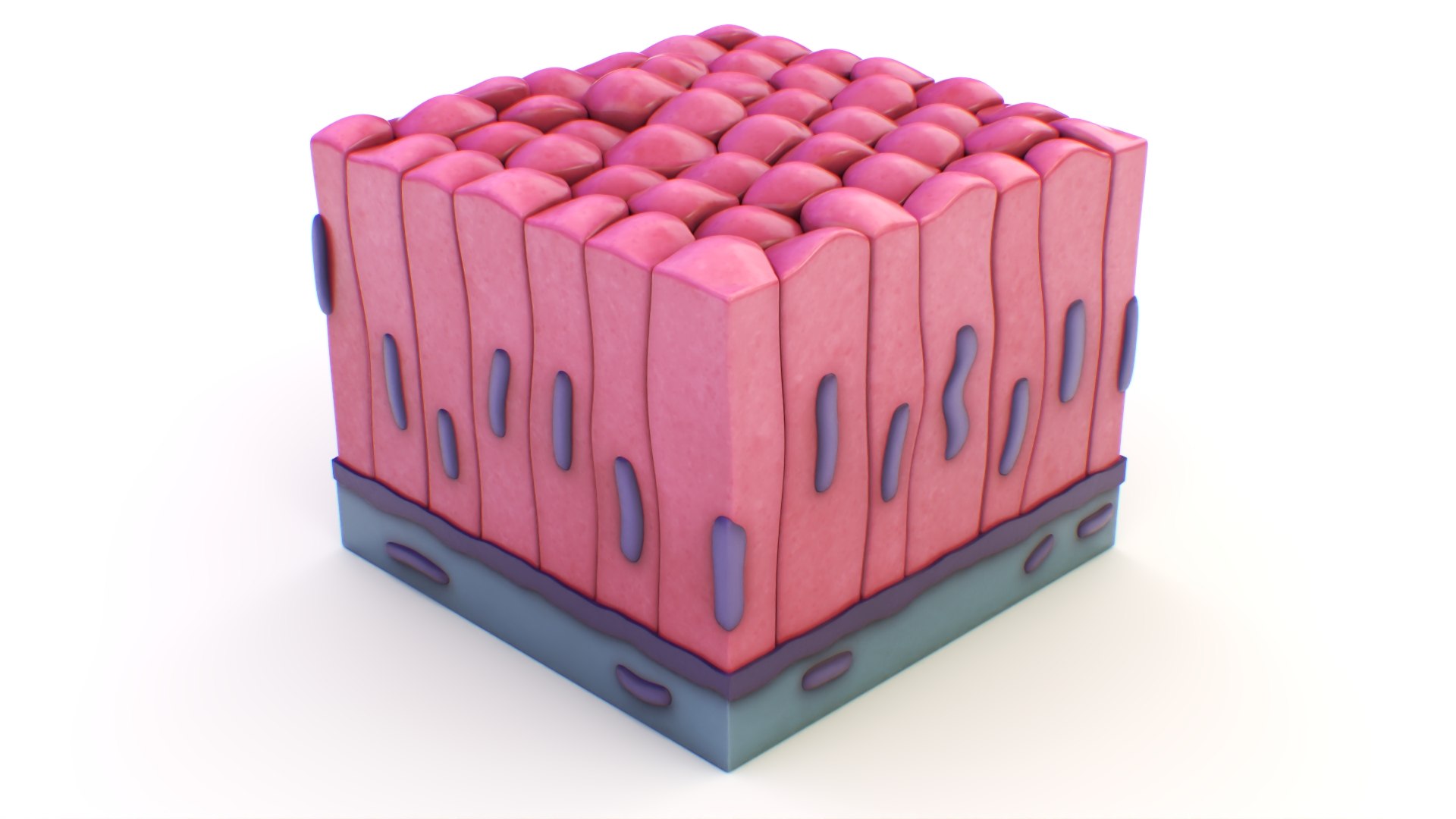 3D Columnar Epithelium Model - TurboSquid 2235610