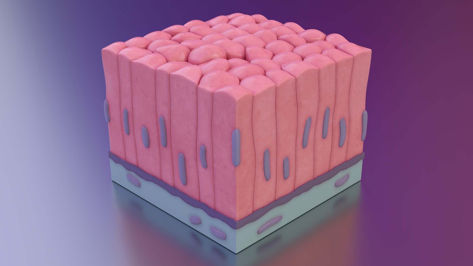 3D Columnar Epithelium Model - TurboSquid 2235610