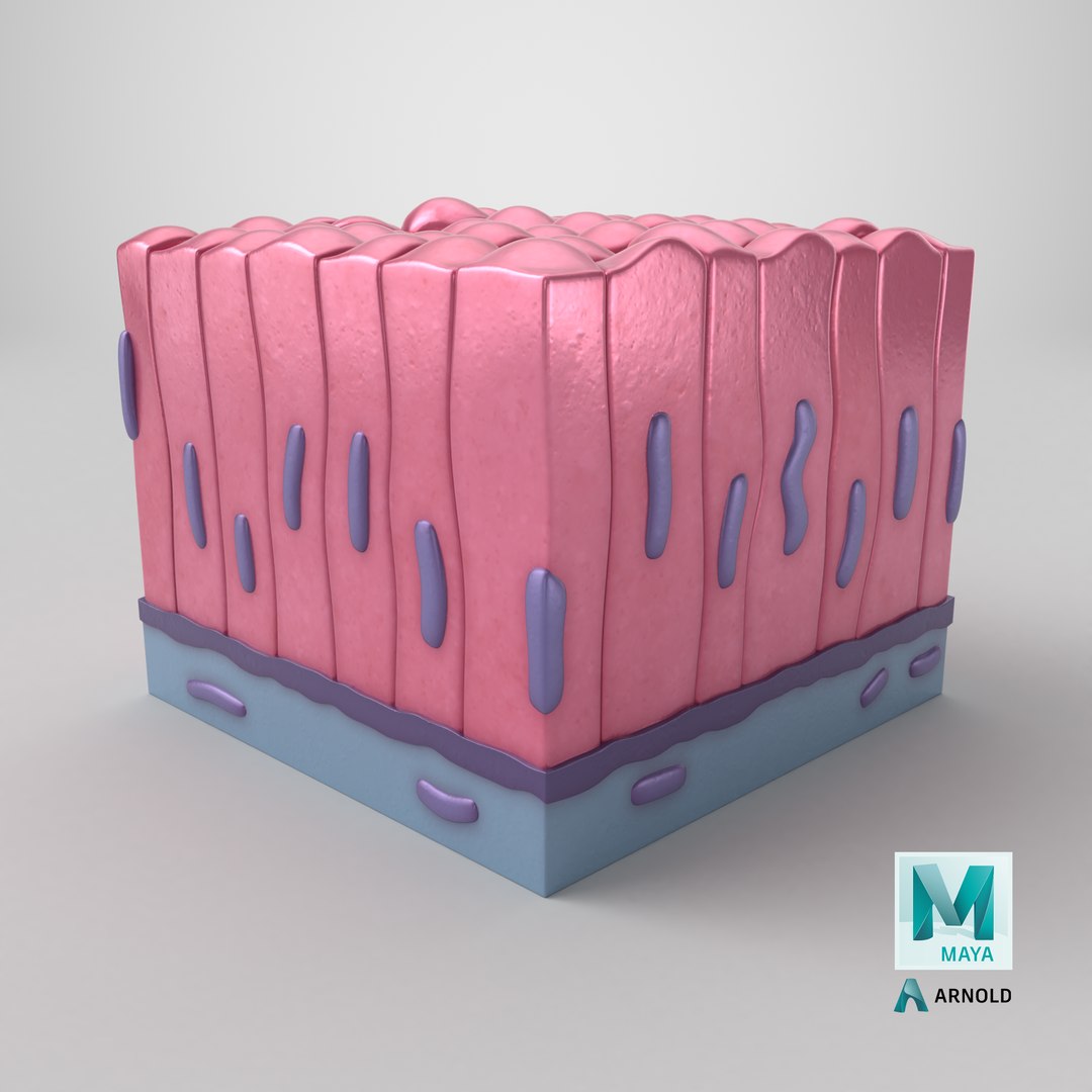 3D Columnar Epithelium Model - TurboSquid 2235610