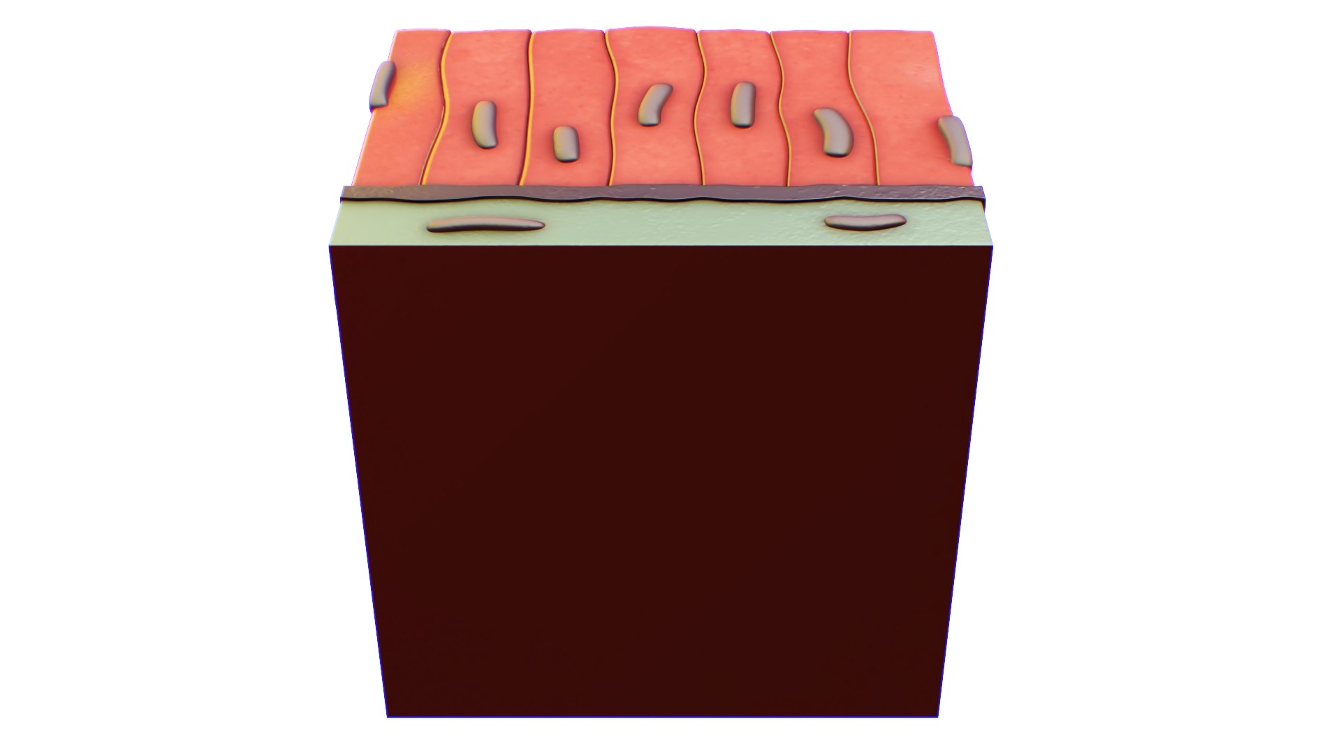 3D Columnar Epithelium Model - TurboSquid 2235610