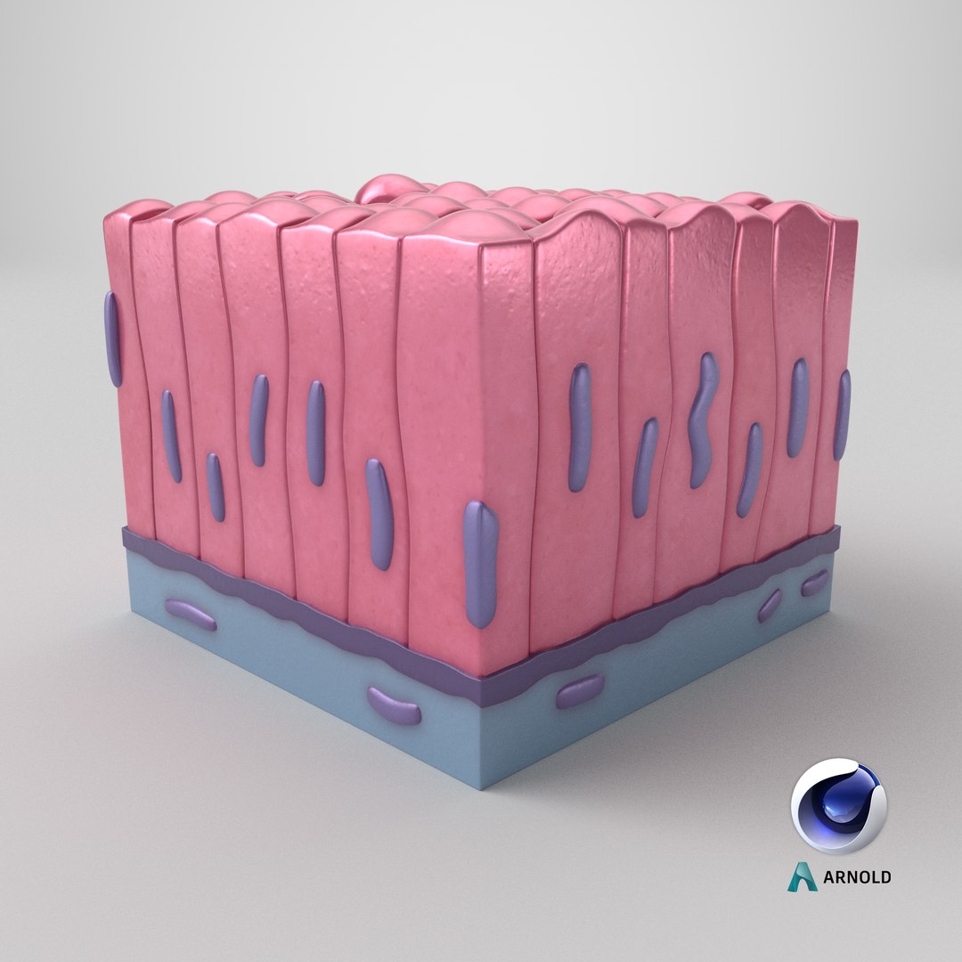 3D Columnar Epithelium Model - TurboSquid 2235610